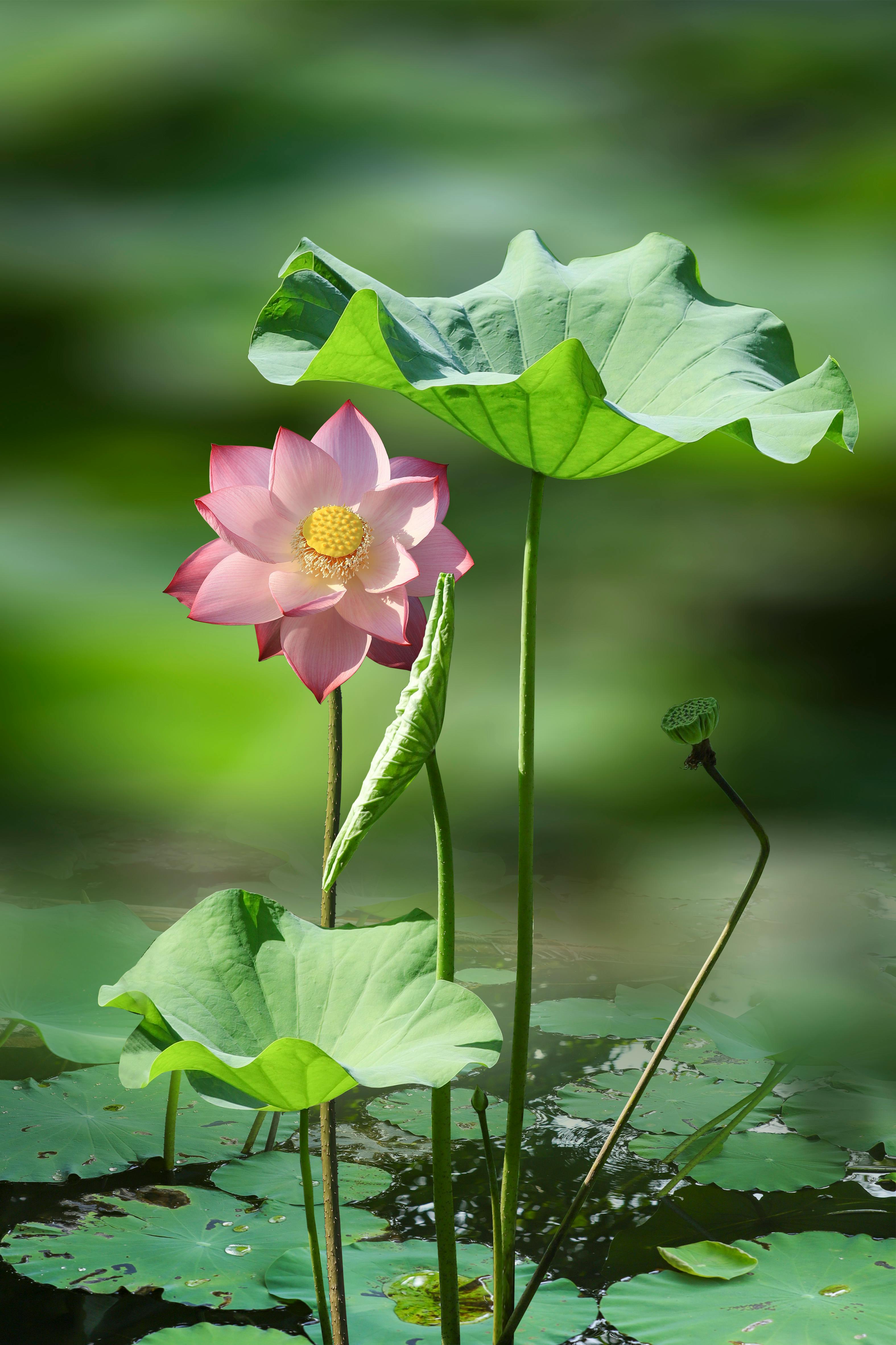 Woman Looking Upward While Holding Flowers · Free Stock Photo