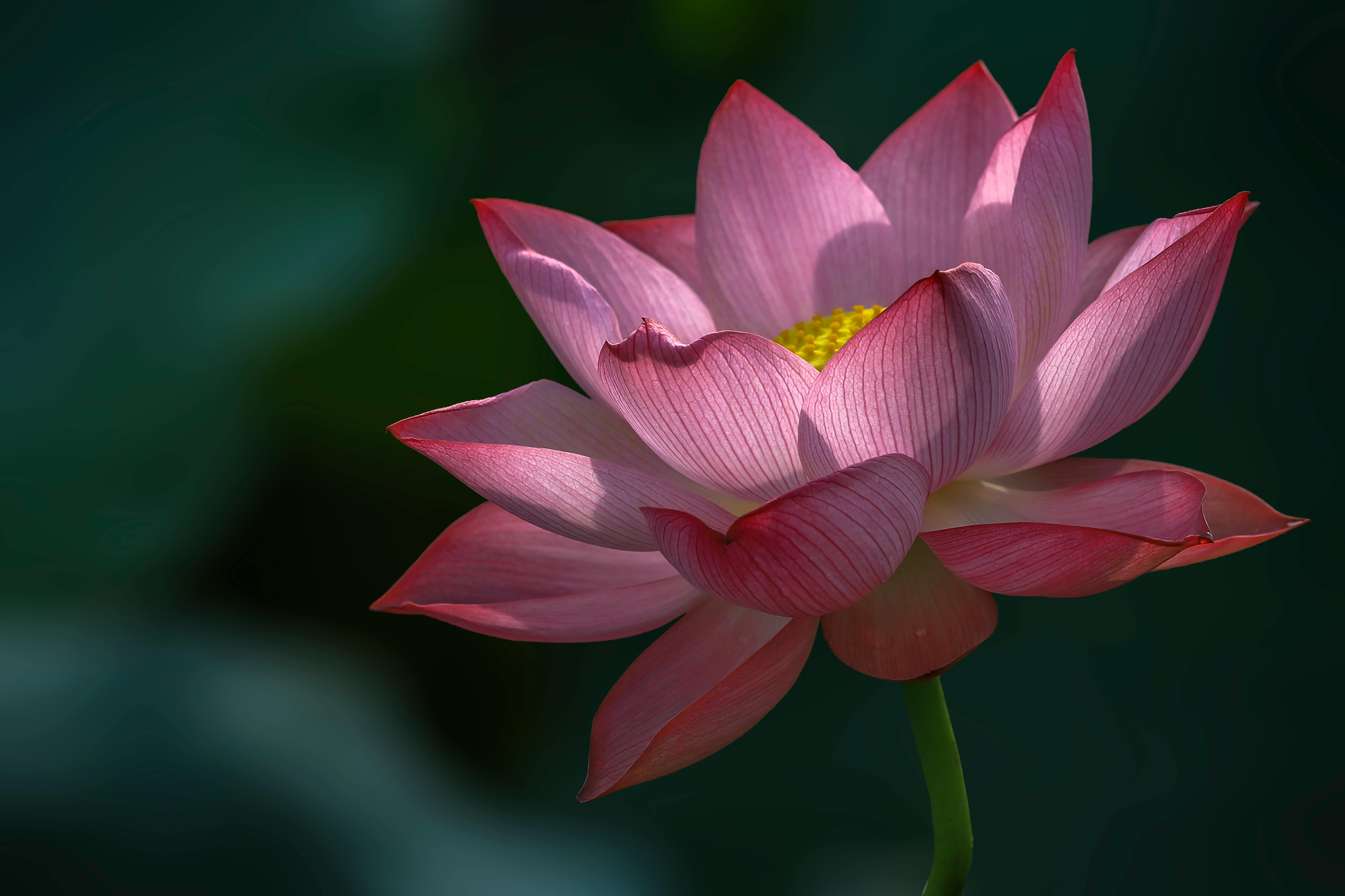 Close-up of a Lotus Flower · Free Stock Photo