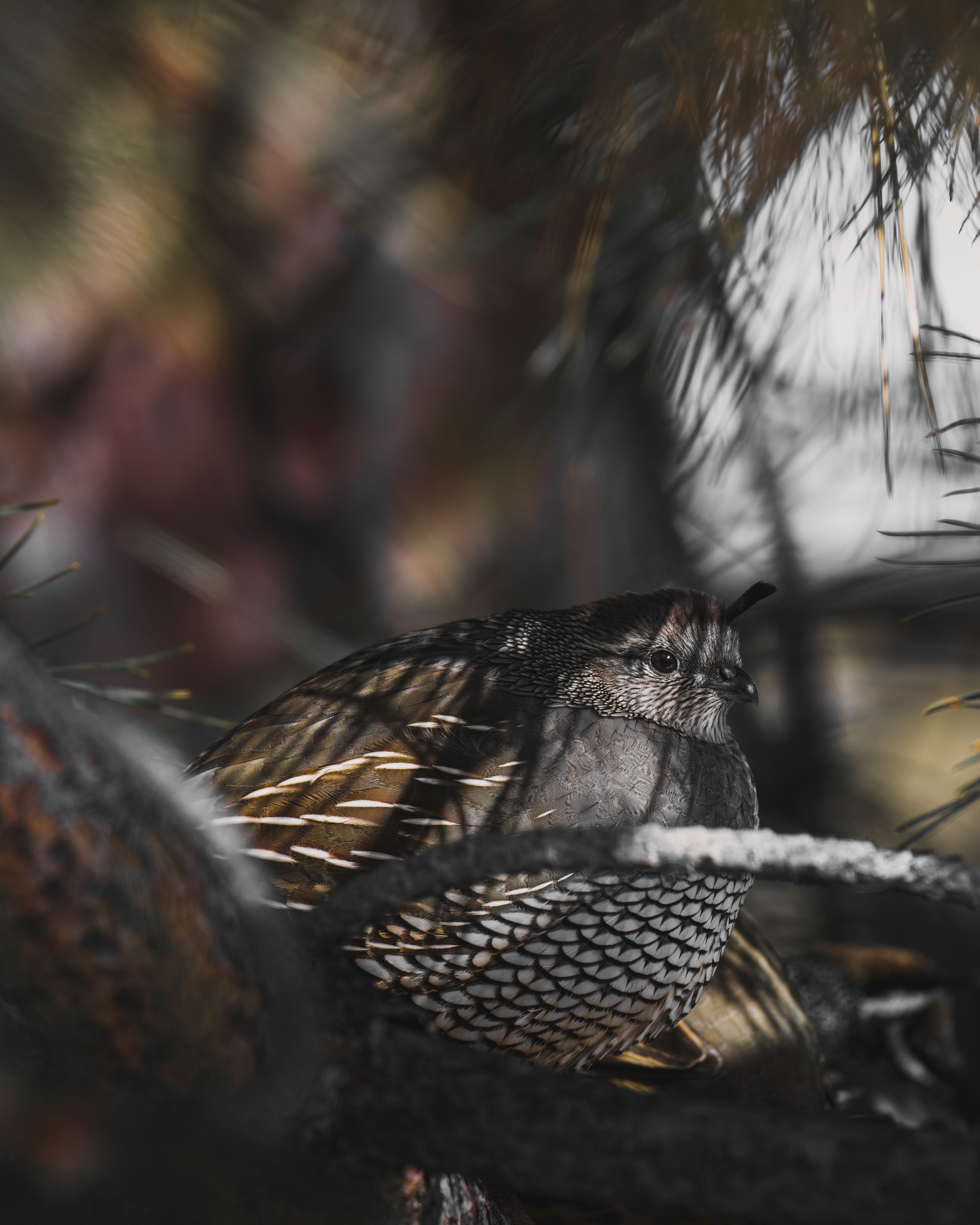Quail Photos, Download The BEST Free Quail Stock Photos & HD Images