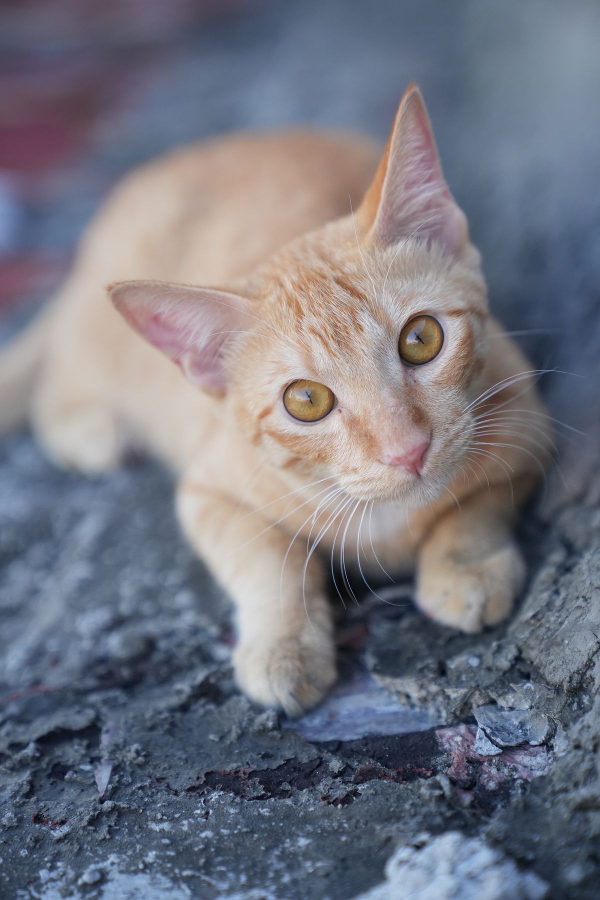 Lurking Photos, Download The BEST Free Lurking Stock Photos & HD Images