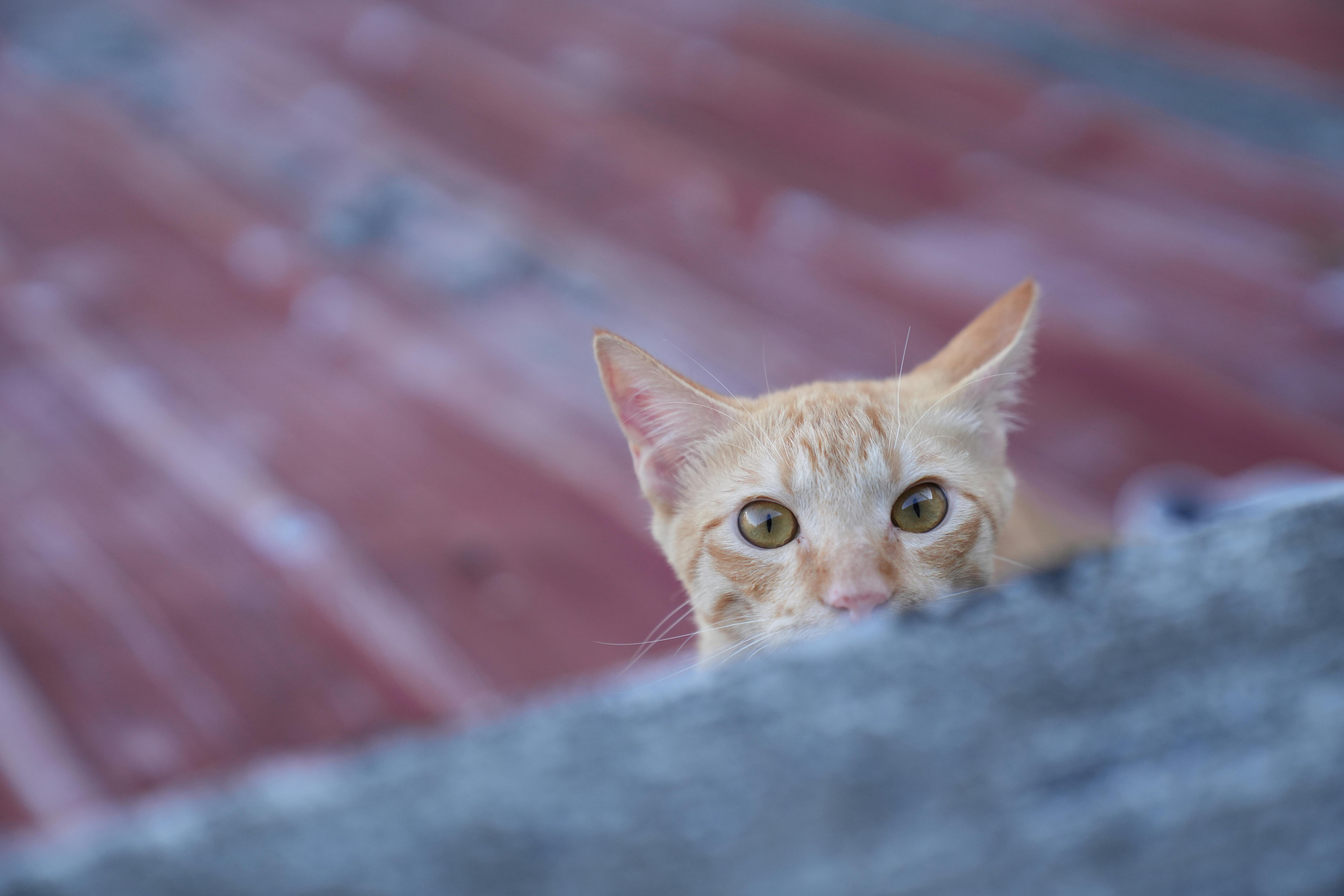 Ginger Cat Lurking Behind a Wall · Free Stock Photo