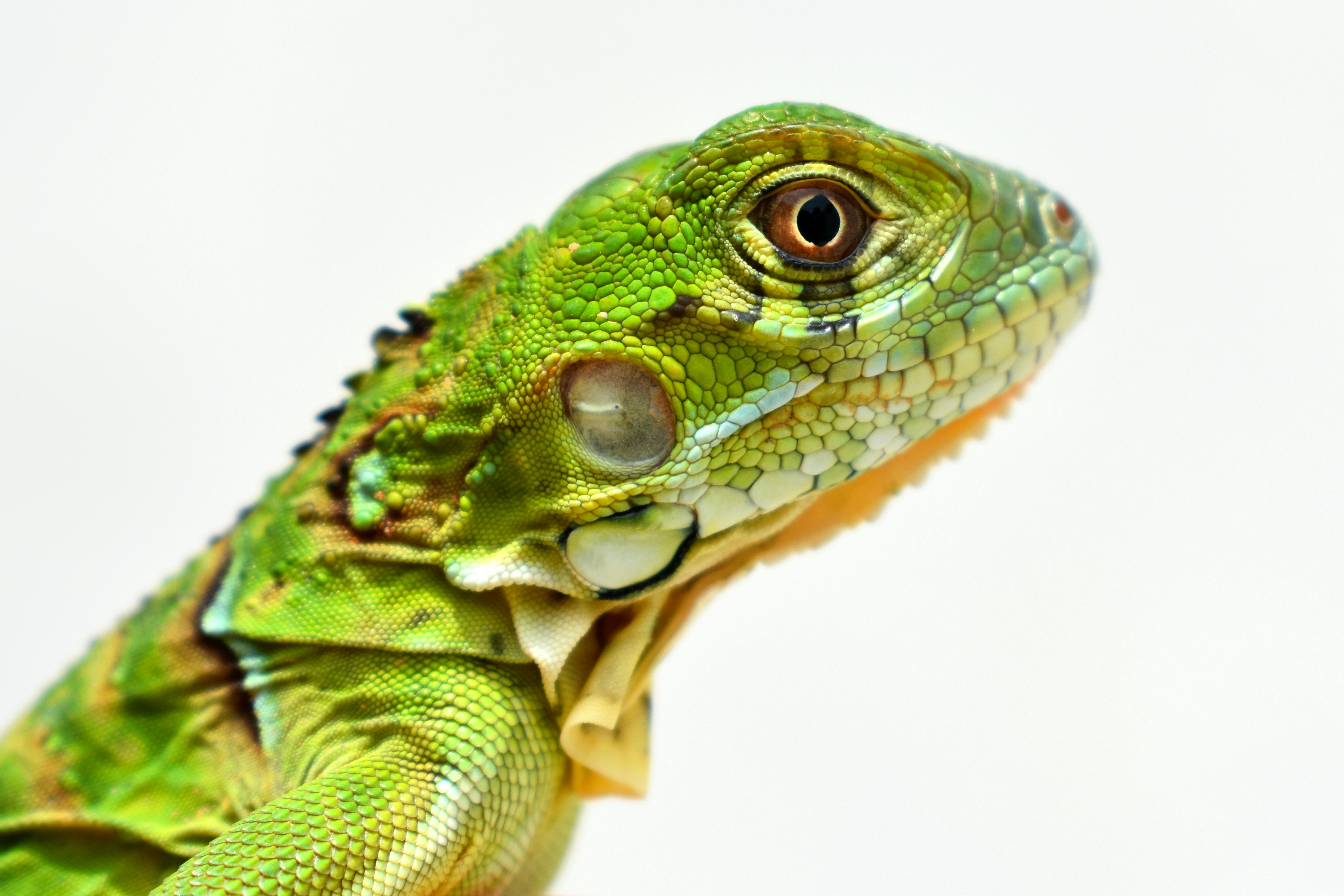 Lizard Egg Photos, Download The BEST Free Lizard Egg Stock Photos & HD ...