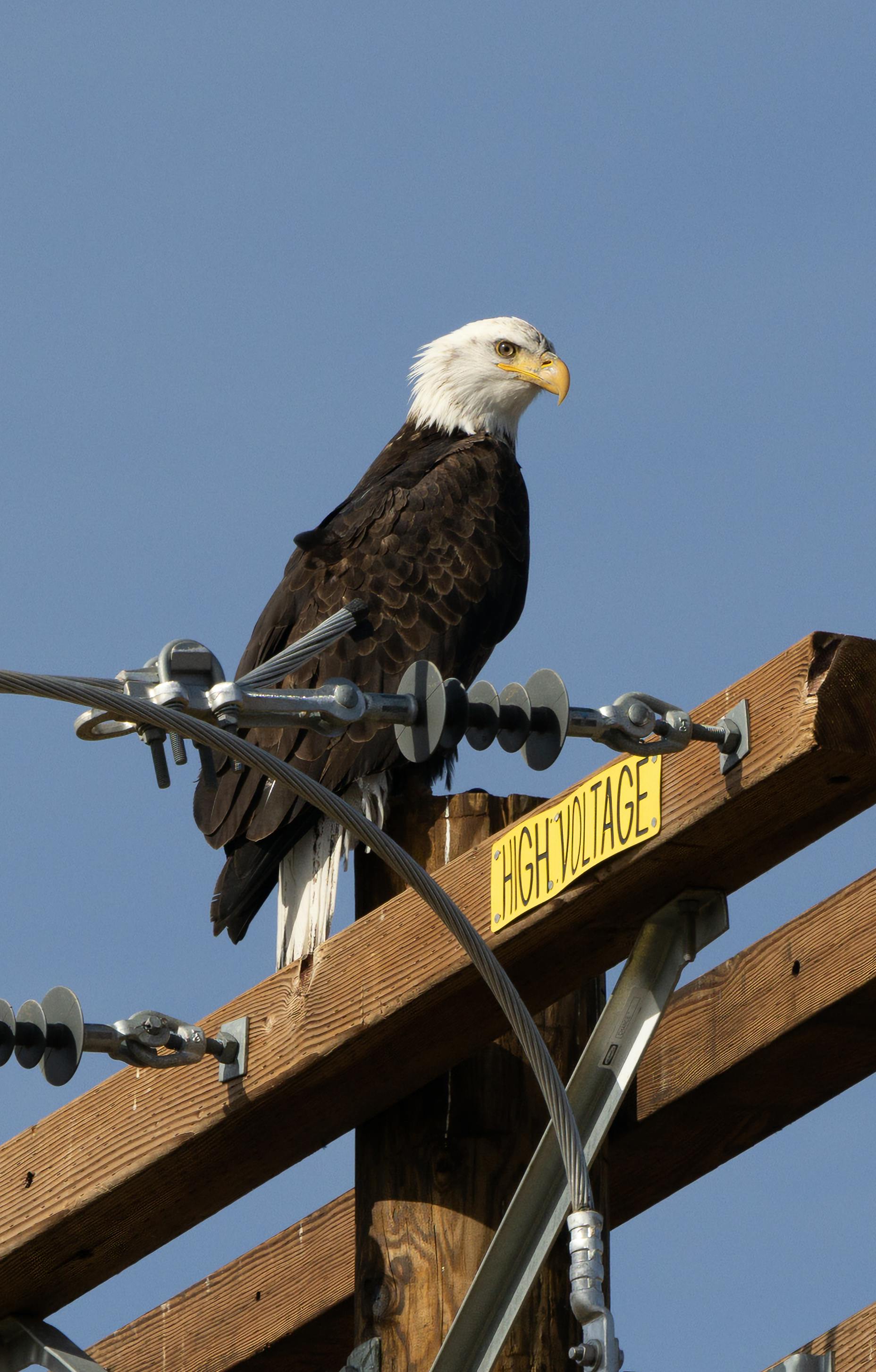 Bald Eagle Perching on Electricity Pole · Free Stock Photo