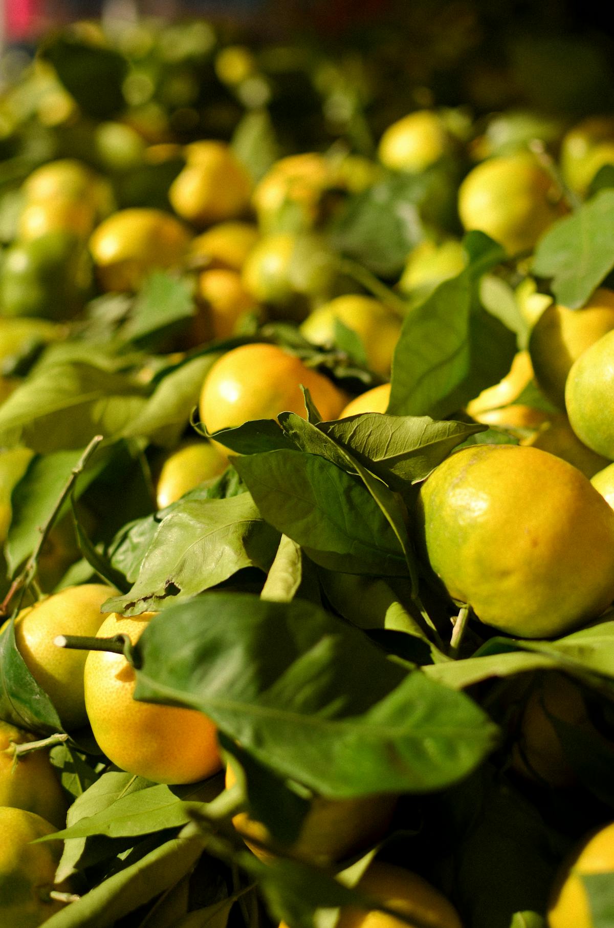 Lemon? Photos, Download The BEST Free Lemon? Stock Photos & HD Images