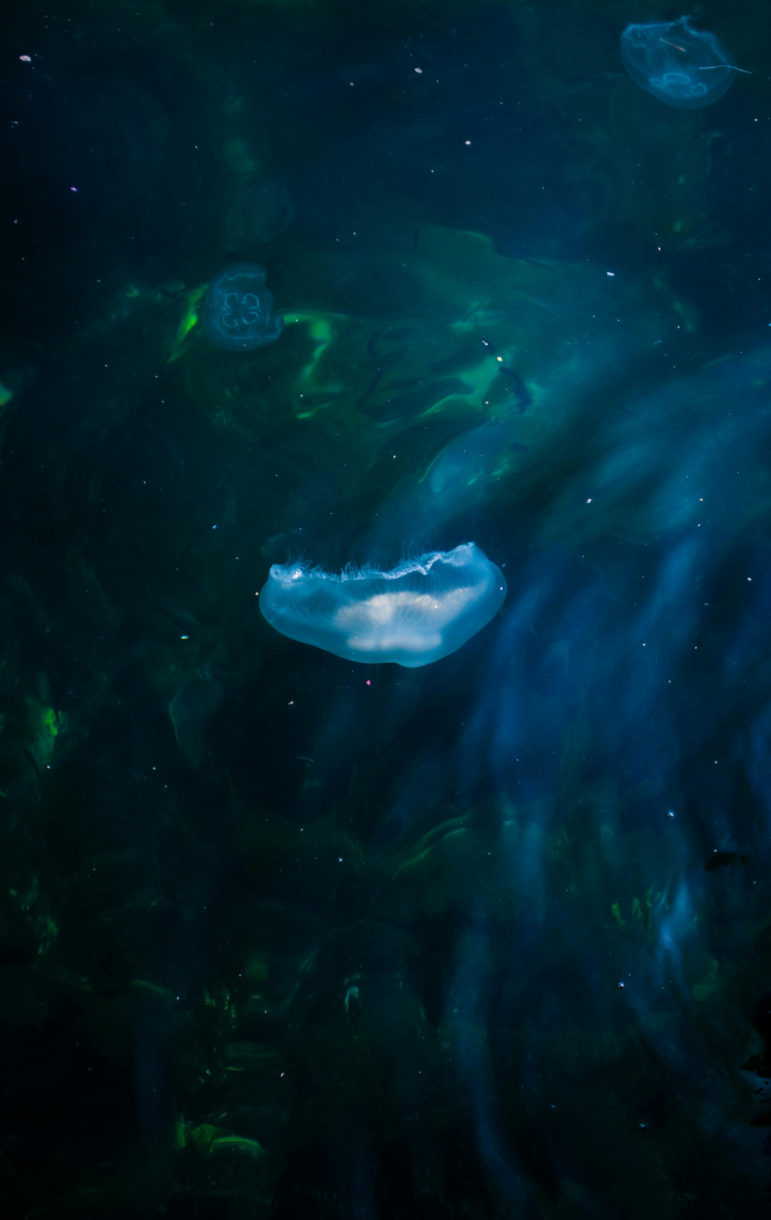 Medusa Blue Ocean Jellyfish