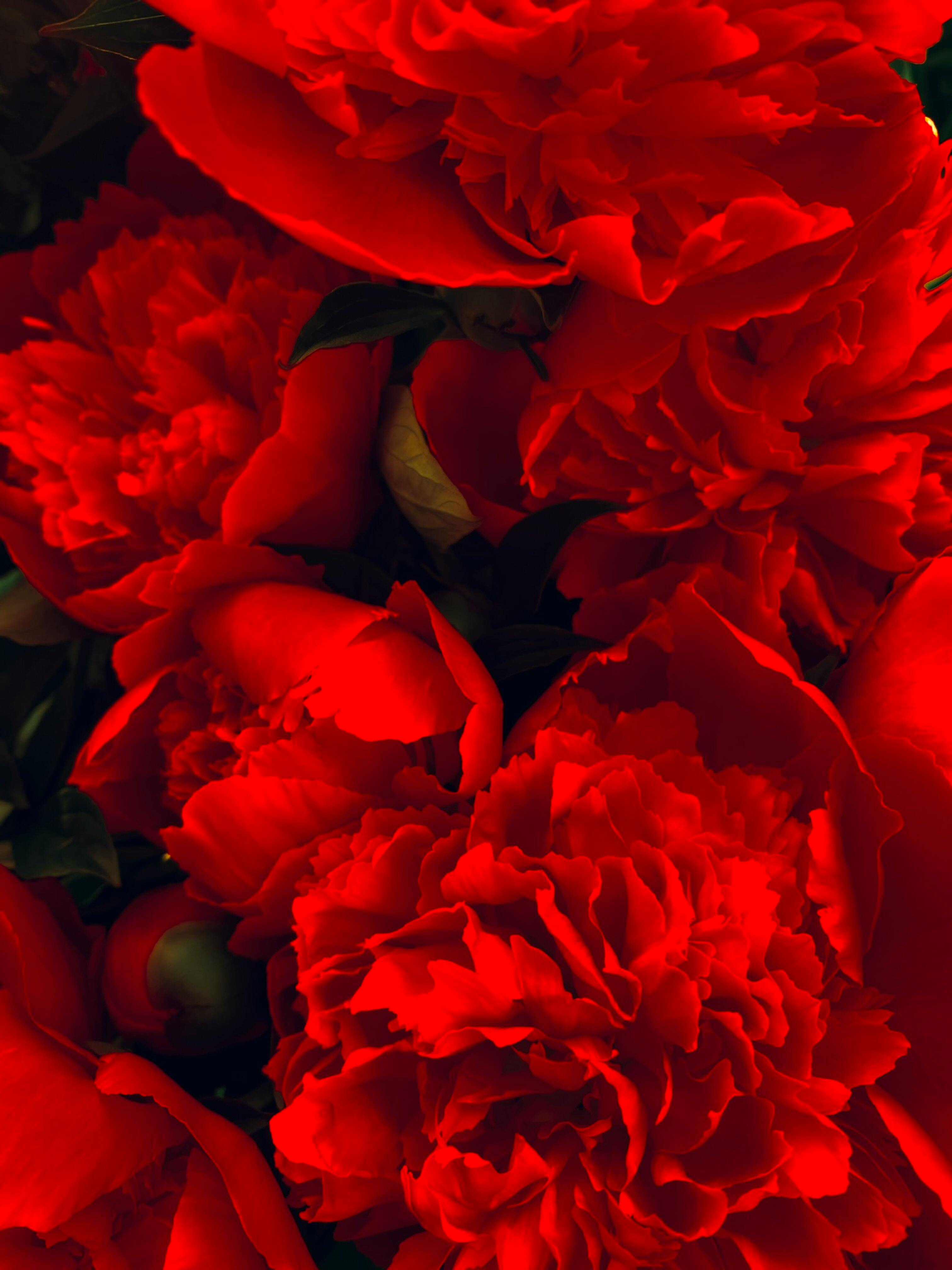 Nepali Supari Flower Photos, Download The BEST Free Nepali Supari ...