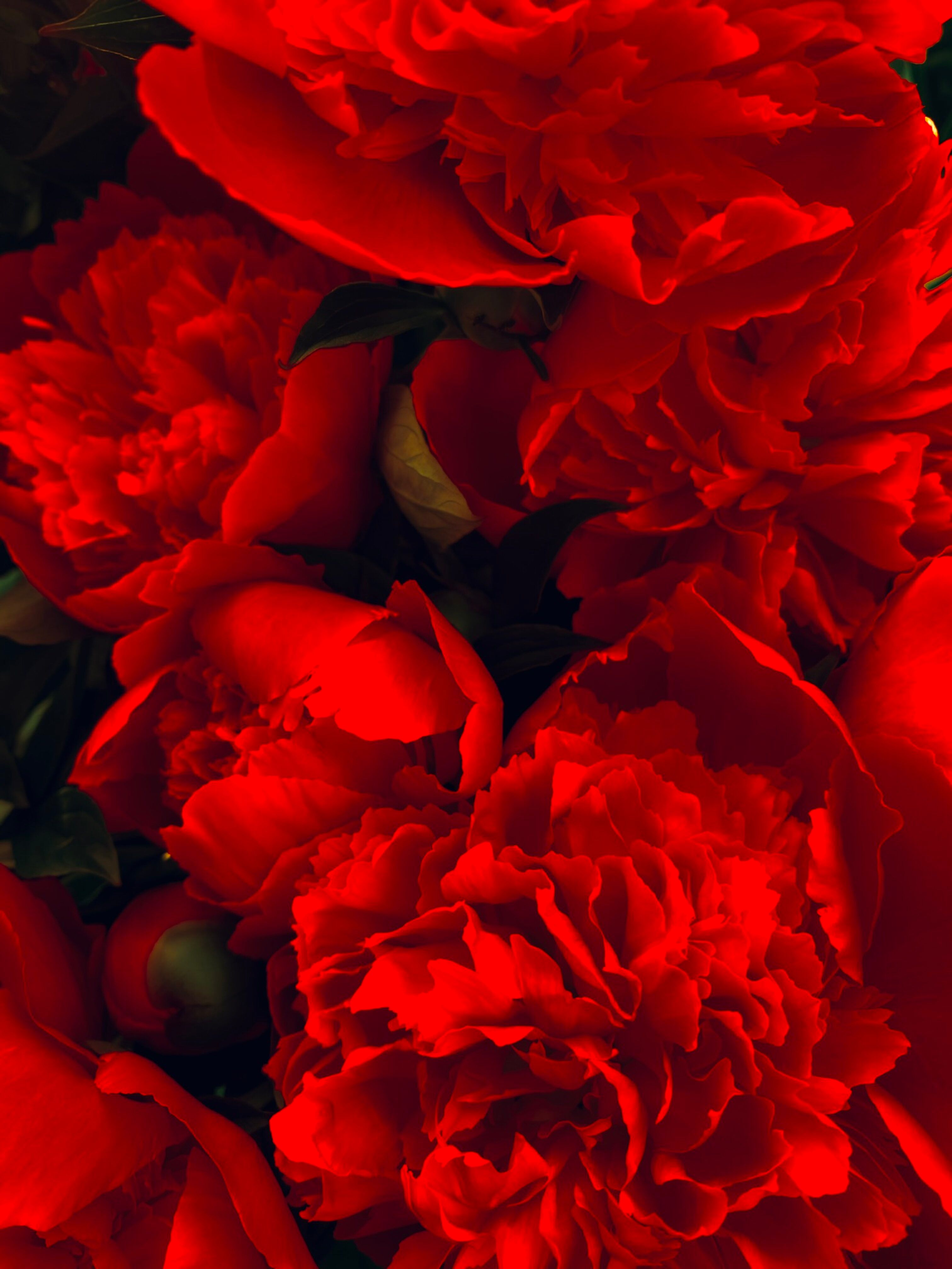 Closeup of vivid scarlet blossoms · Free Stock Photo