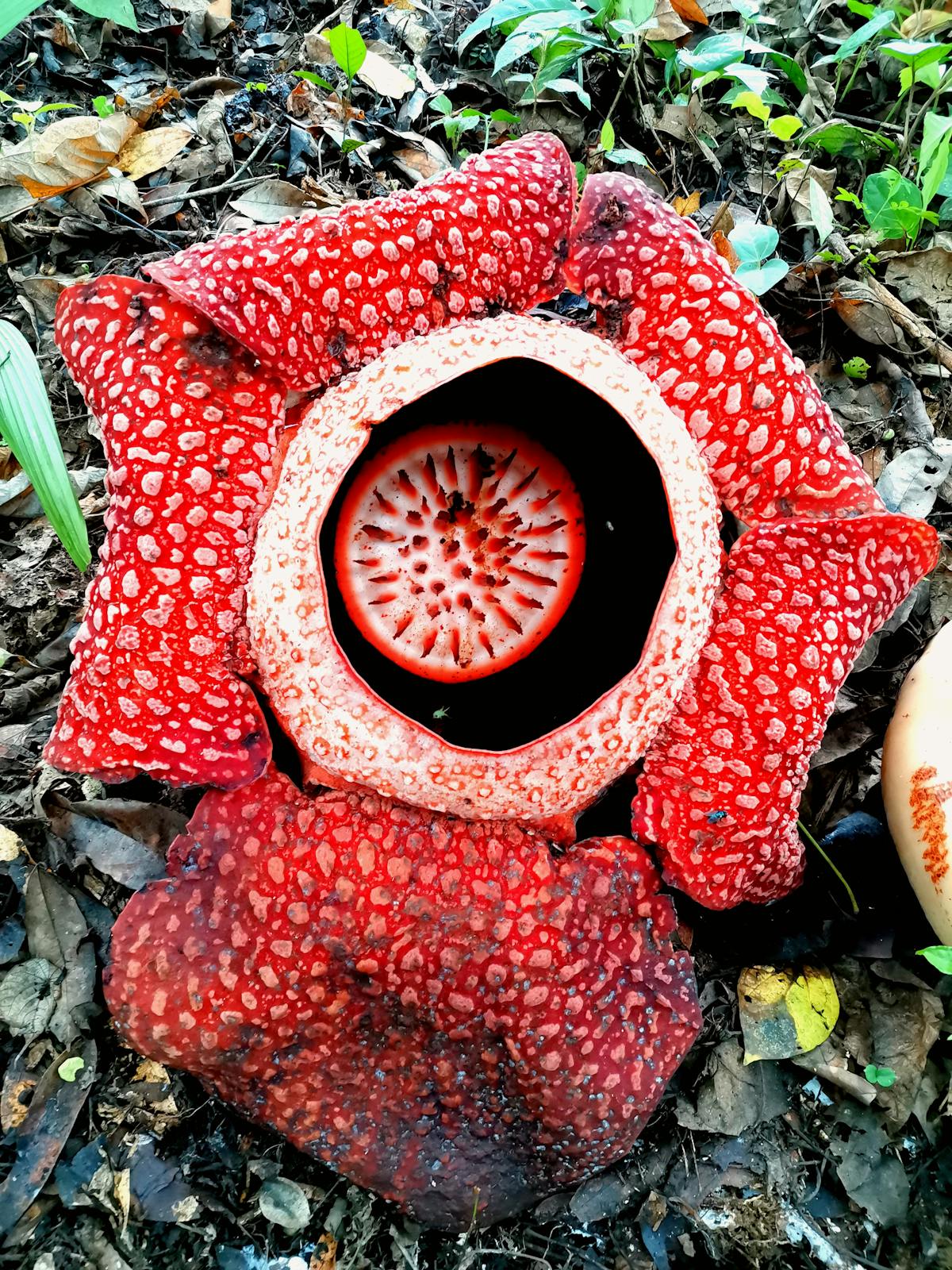 Rafflesia Flower Photos, Download The BEST Free Rafflesia Flower Stock ...