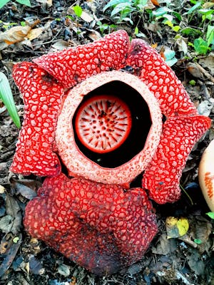 Rafflesia Photos, Download The BEST Free Rafflesia Stock Photos & HD Images