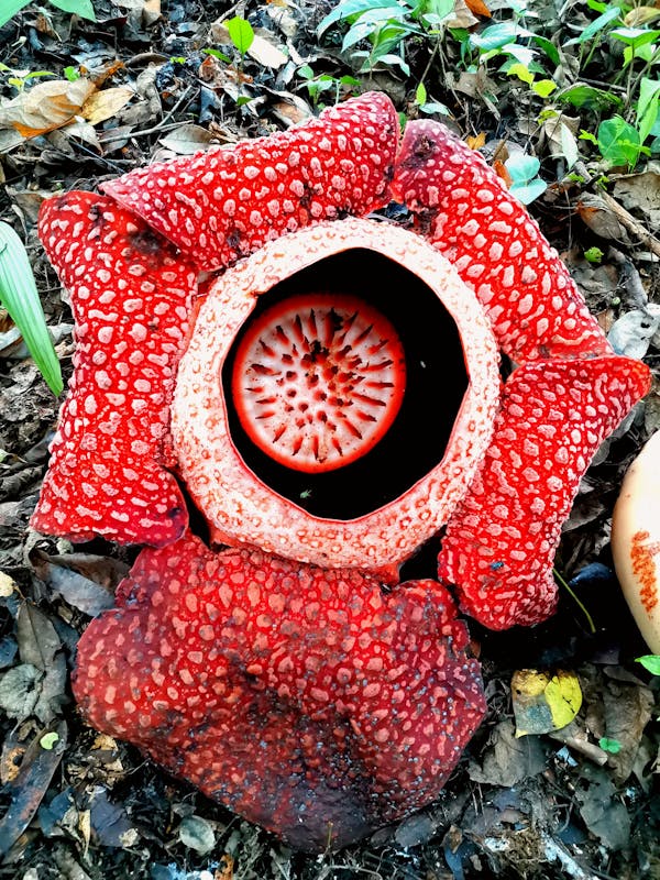 Rafflesia Flower Photos, Download The BEST Free Rafflesia Flower Stock ...