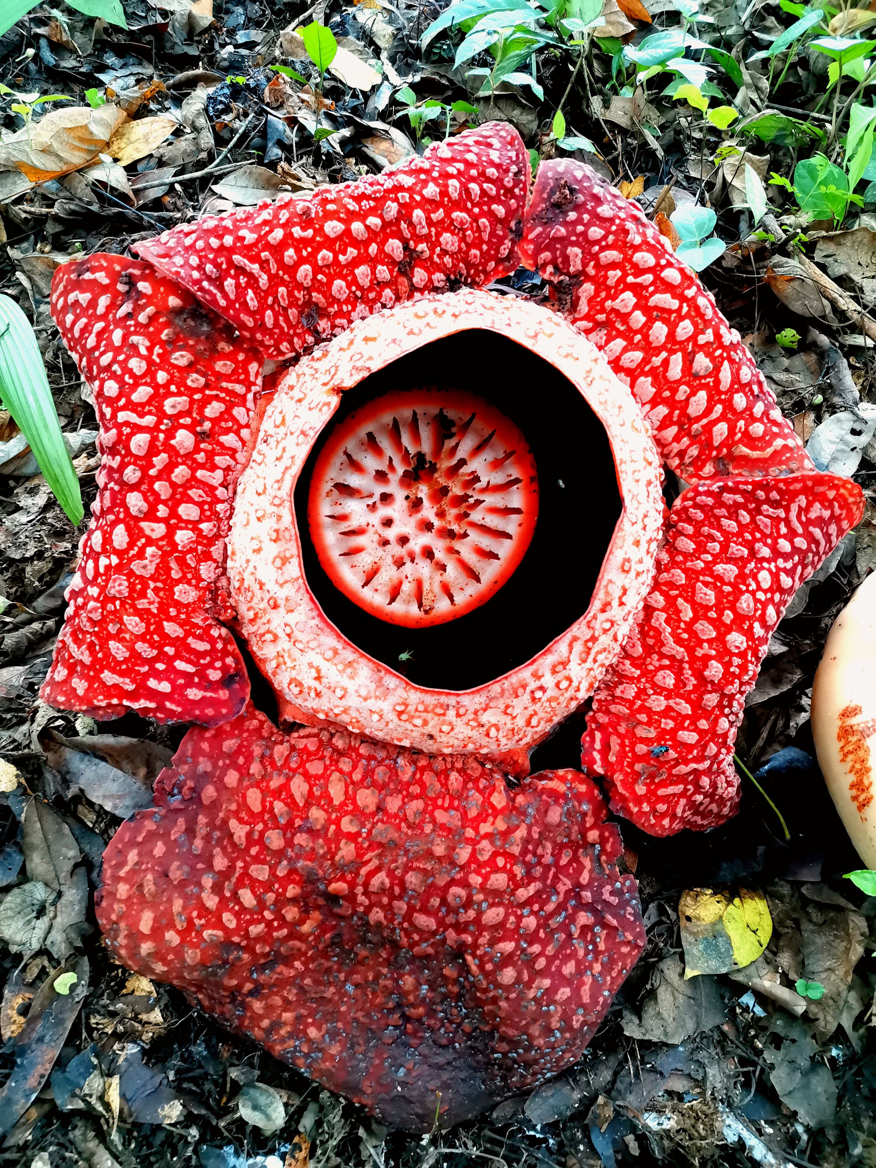 5+ Fotos y Imágenes de Rafflesia arnoldi Gratis · Banco de Fotos Gratis