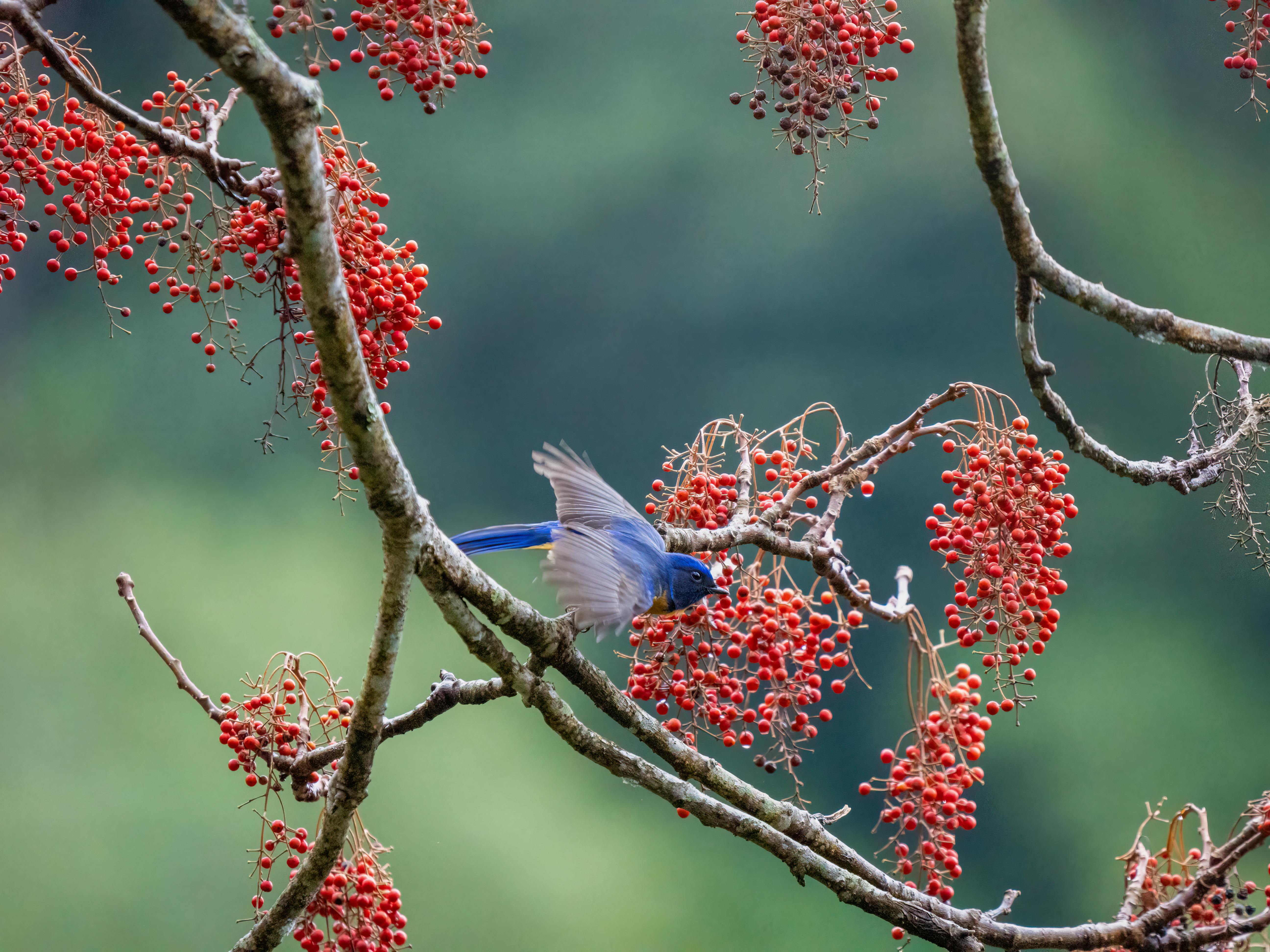 Bird in the forest · Free Stock Photo