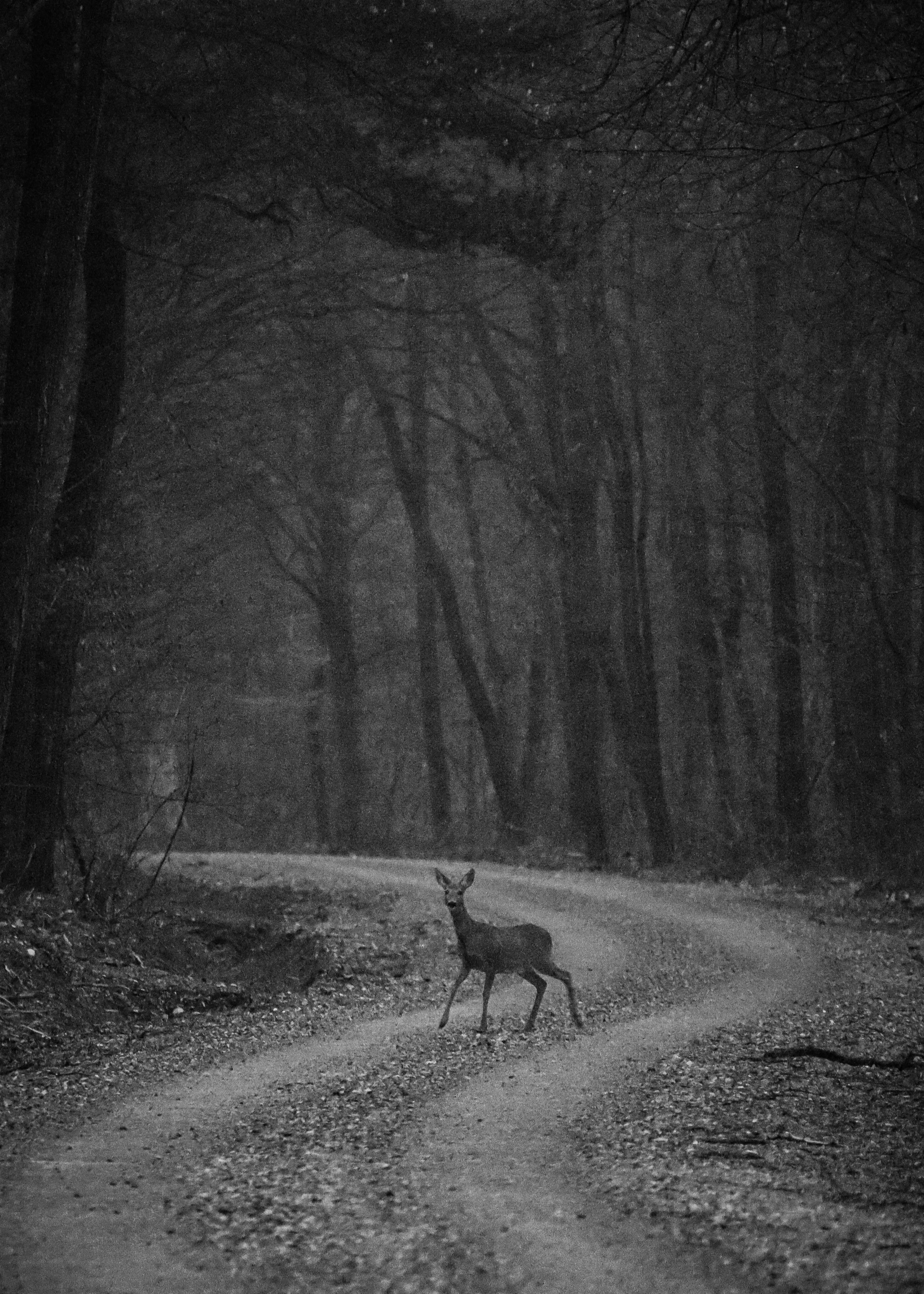 Fawn Crossing Through Dirt Road · Free Stock Photo