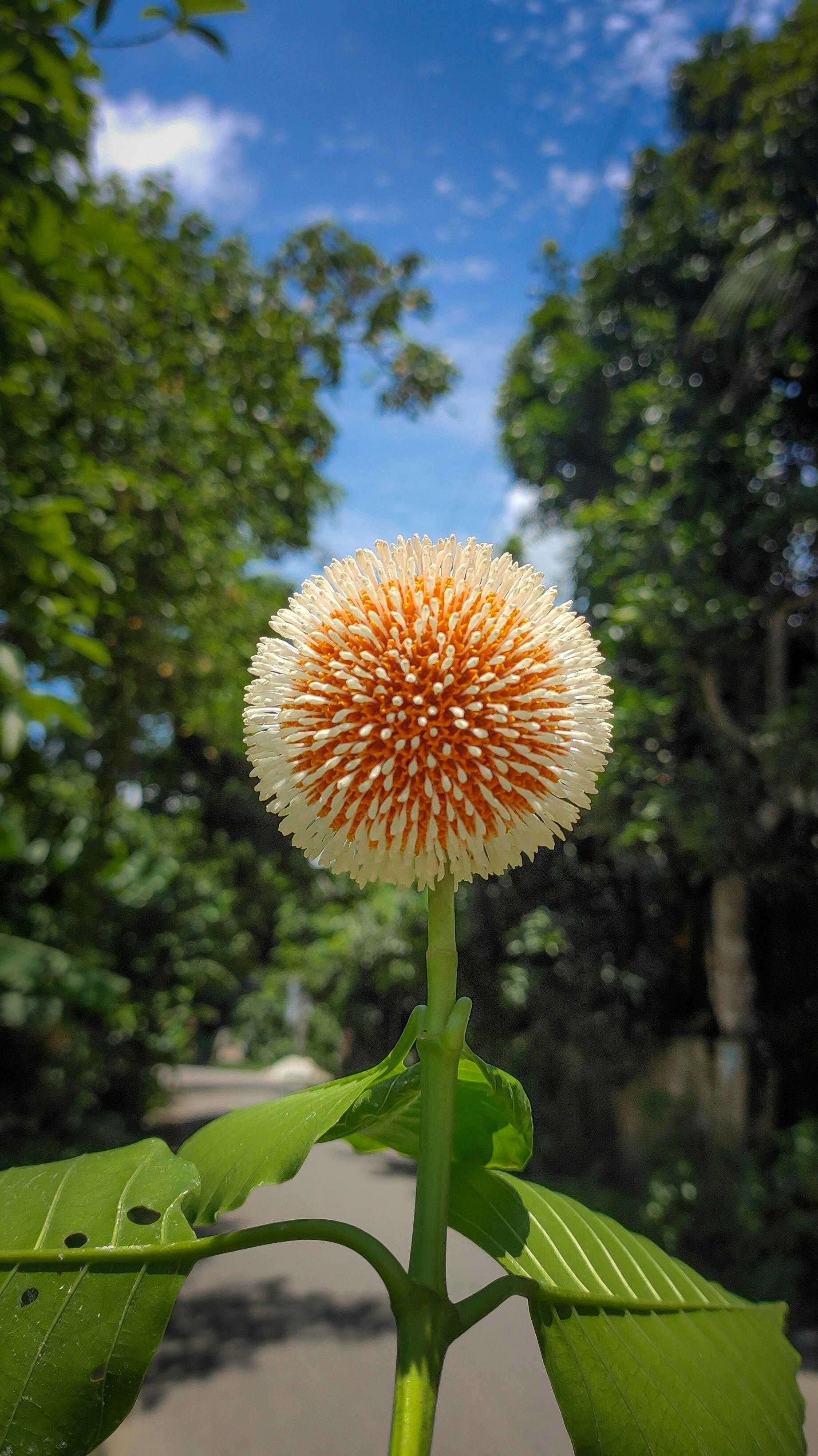 Close-up of a Kadamba Tree Flower · Free Stock Photo