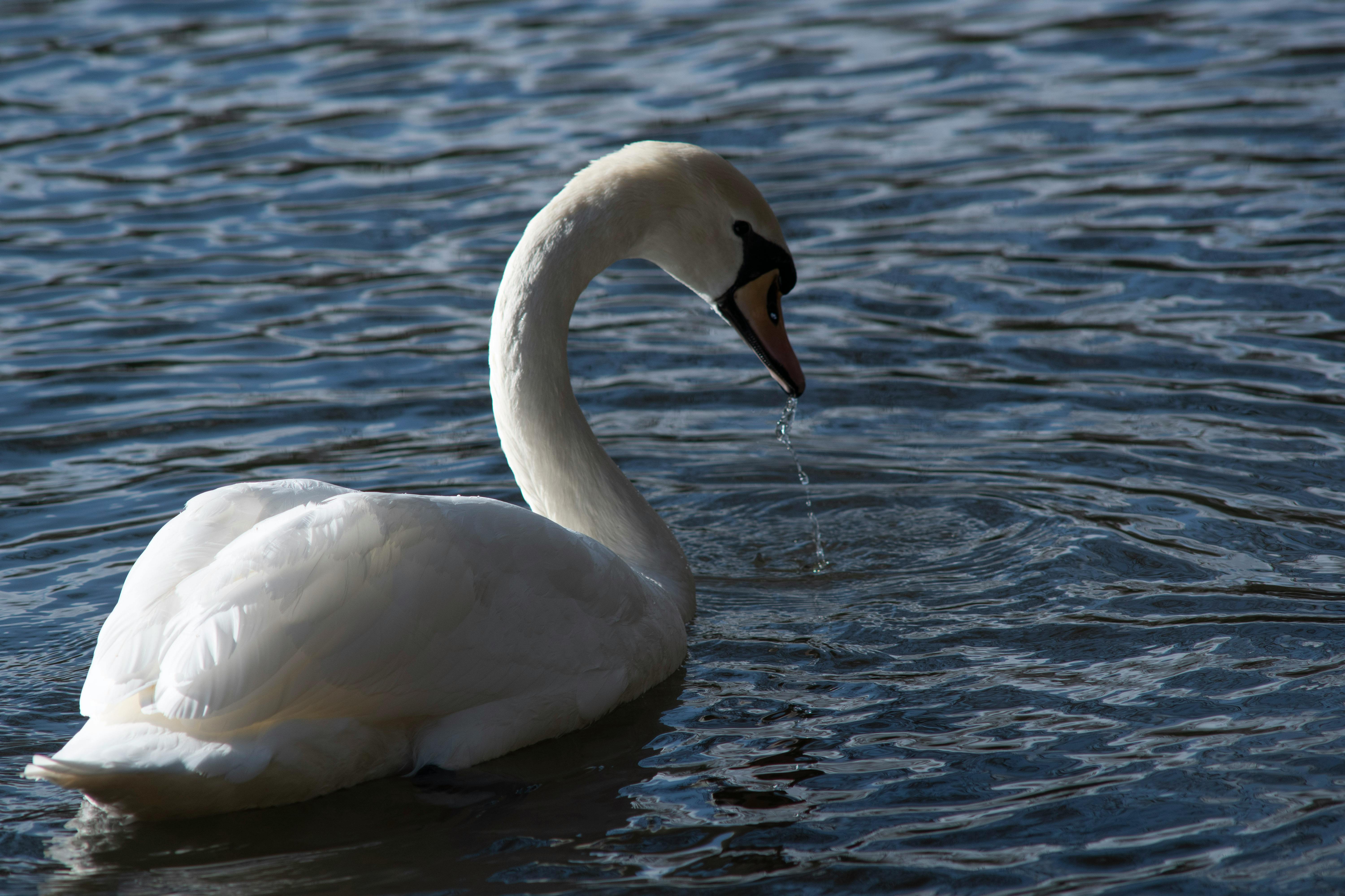 A Swan in Water · Free Stock Photo