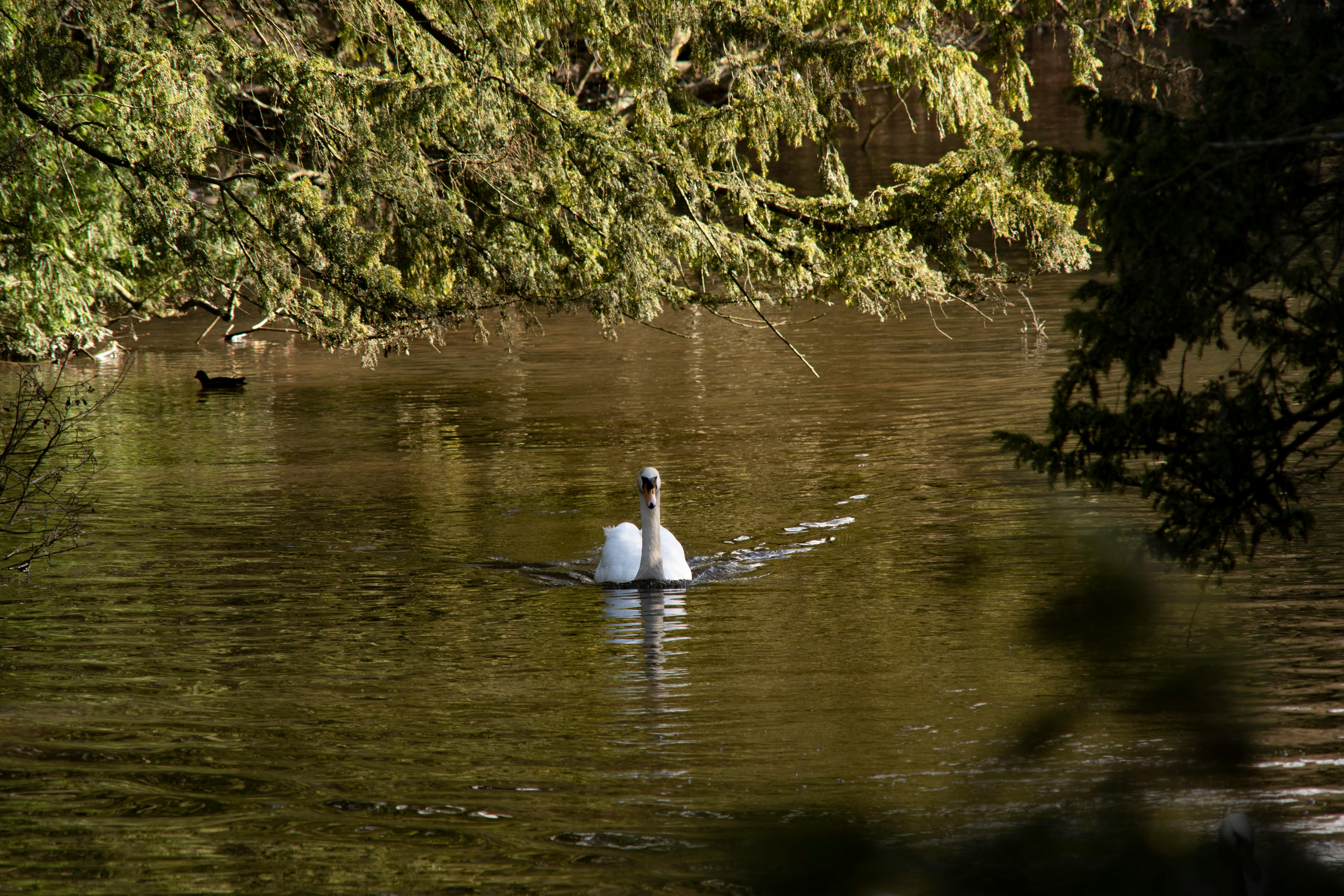 A Swan in Water · Free Stock Photo