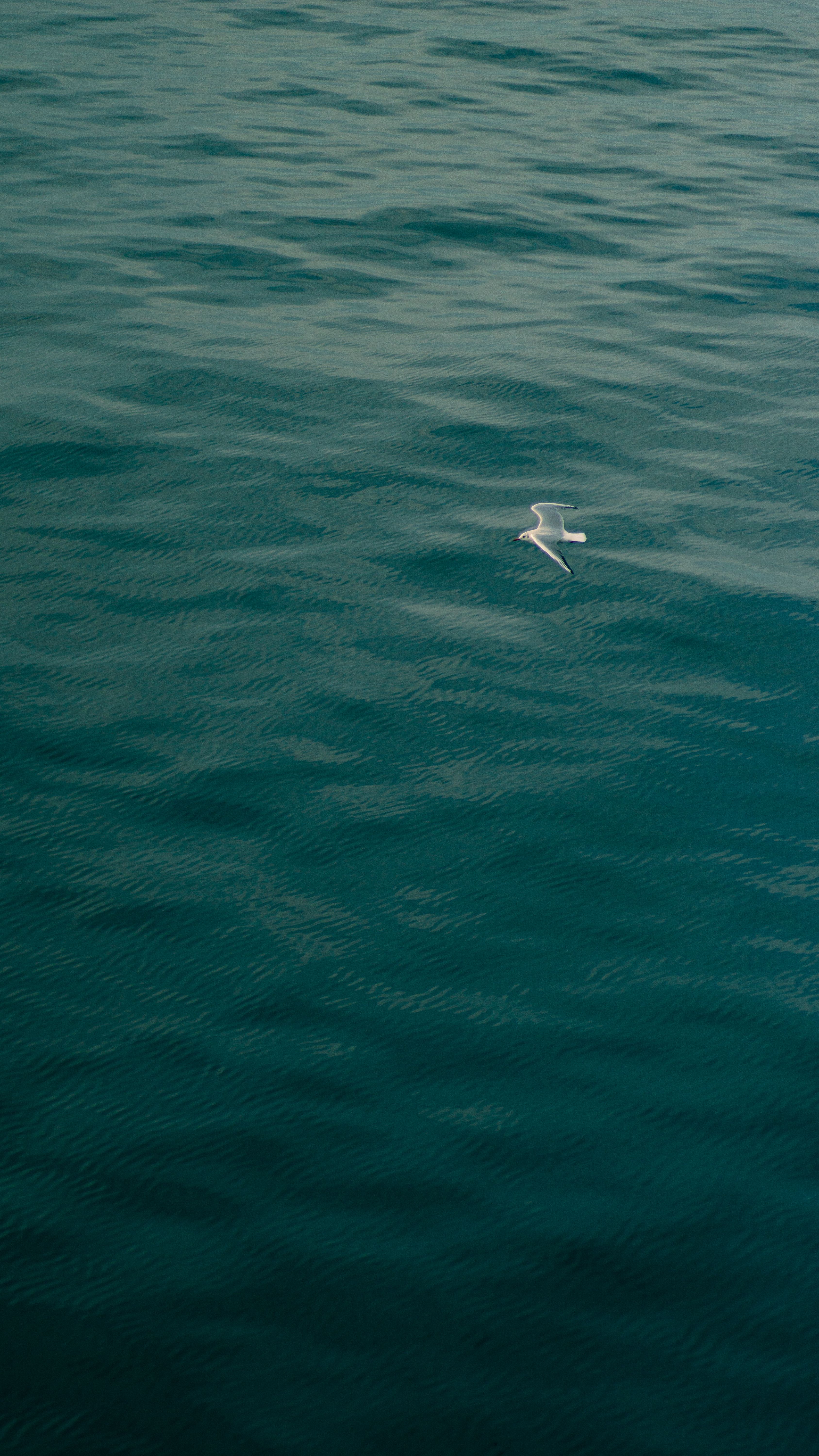 Aerial View of a Seagull over the Sea · Free Stock Photo