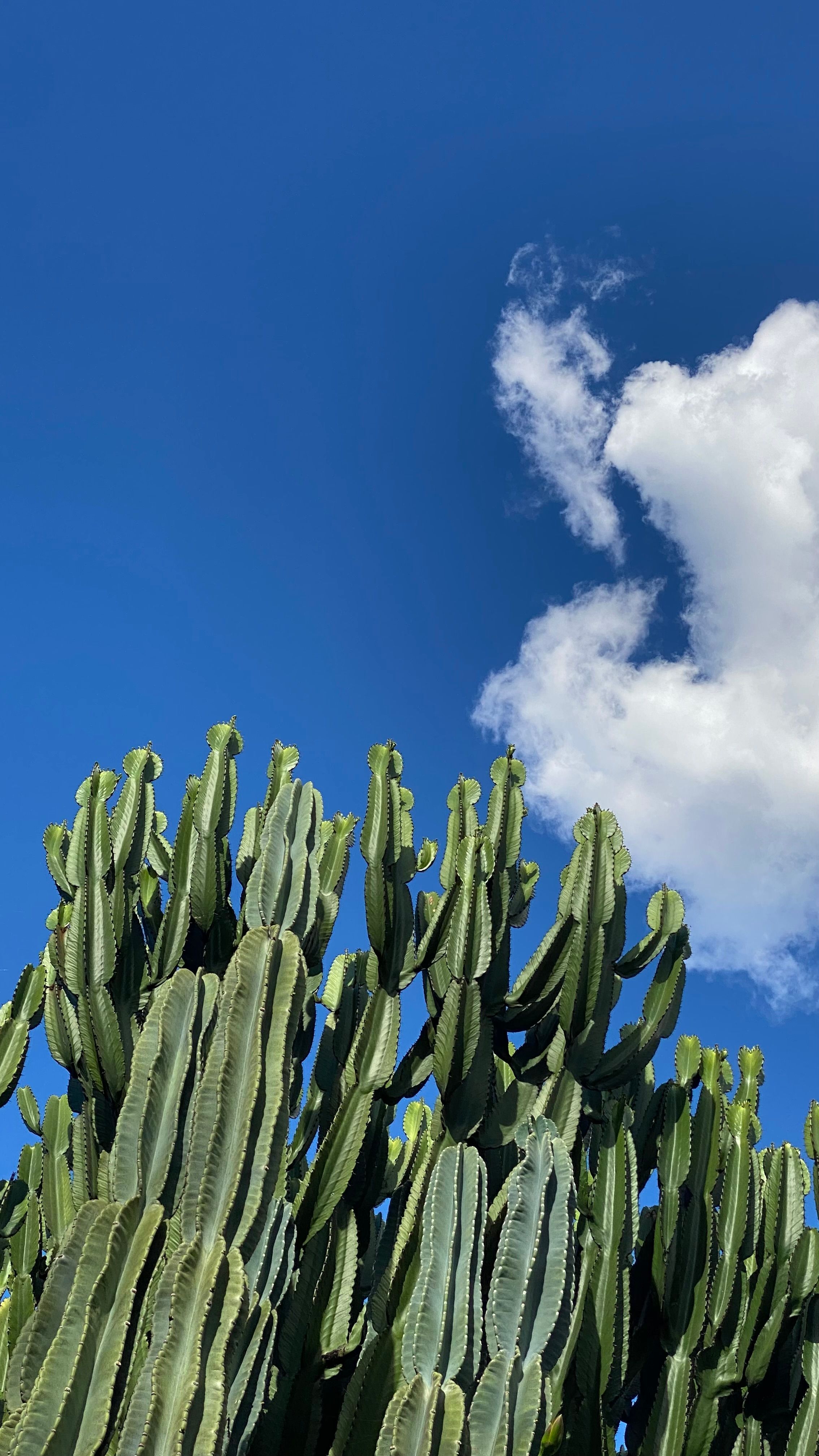 Cactus Plants under Blue Sky · Free Stock Photo