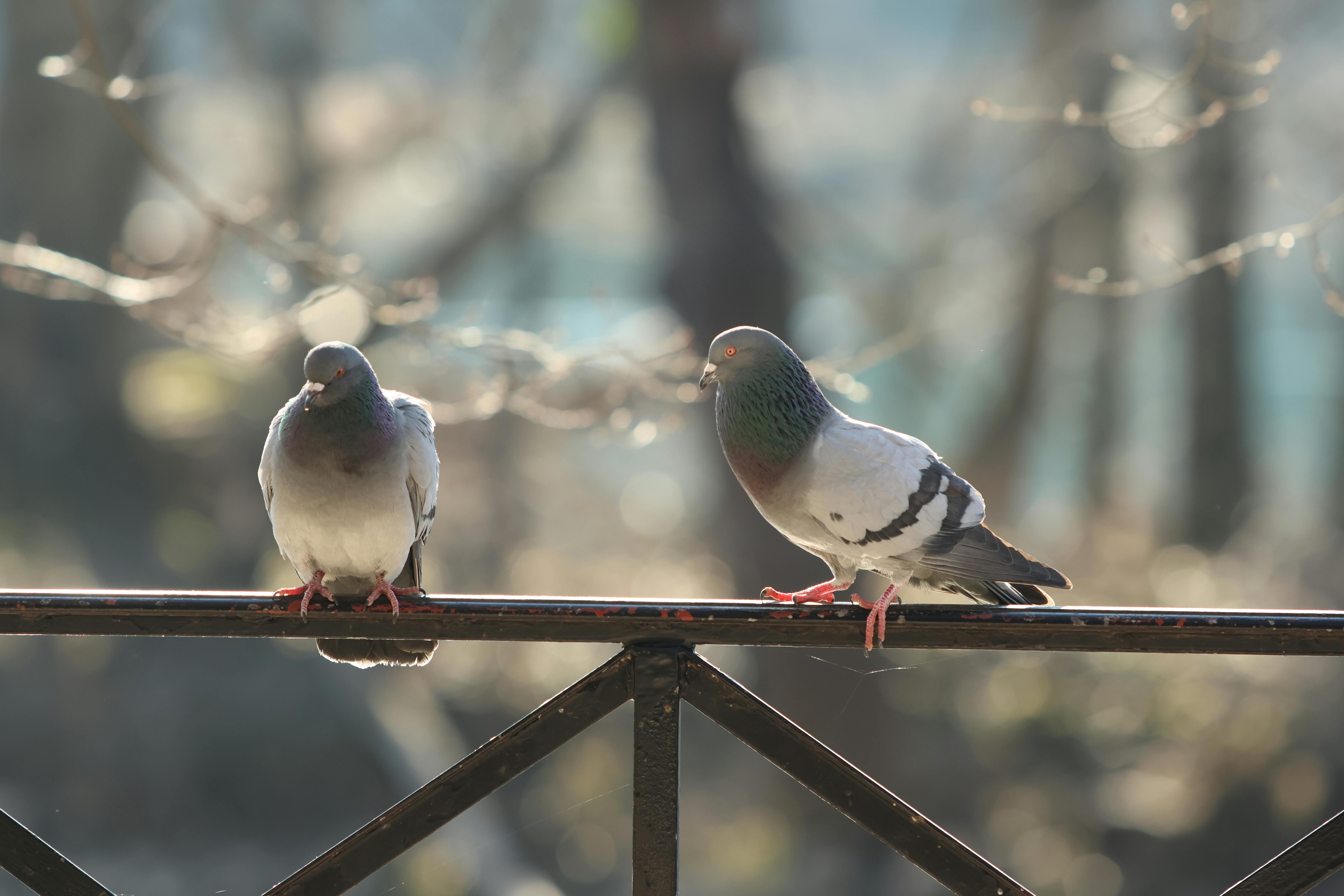 Wild Pigeons Photos, Download The BEST Free Wild Pigeons Stock Photos ...