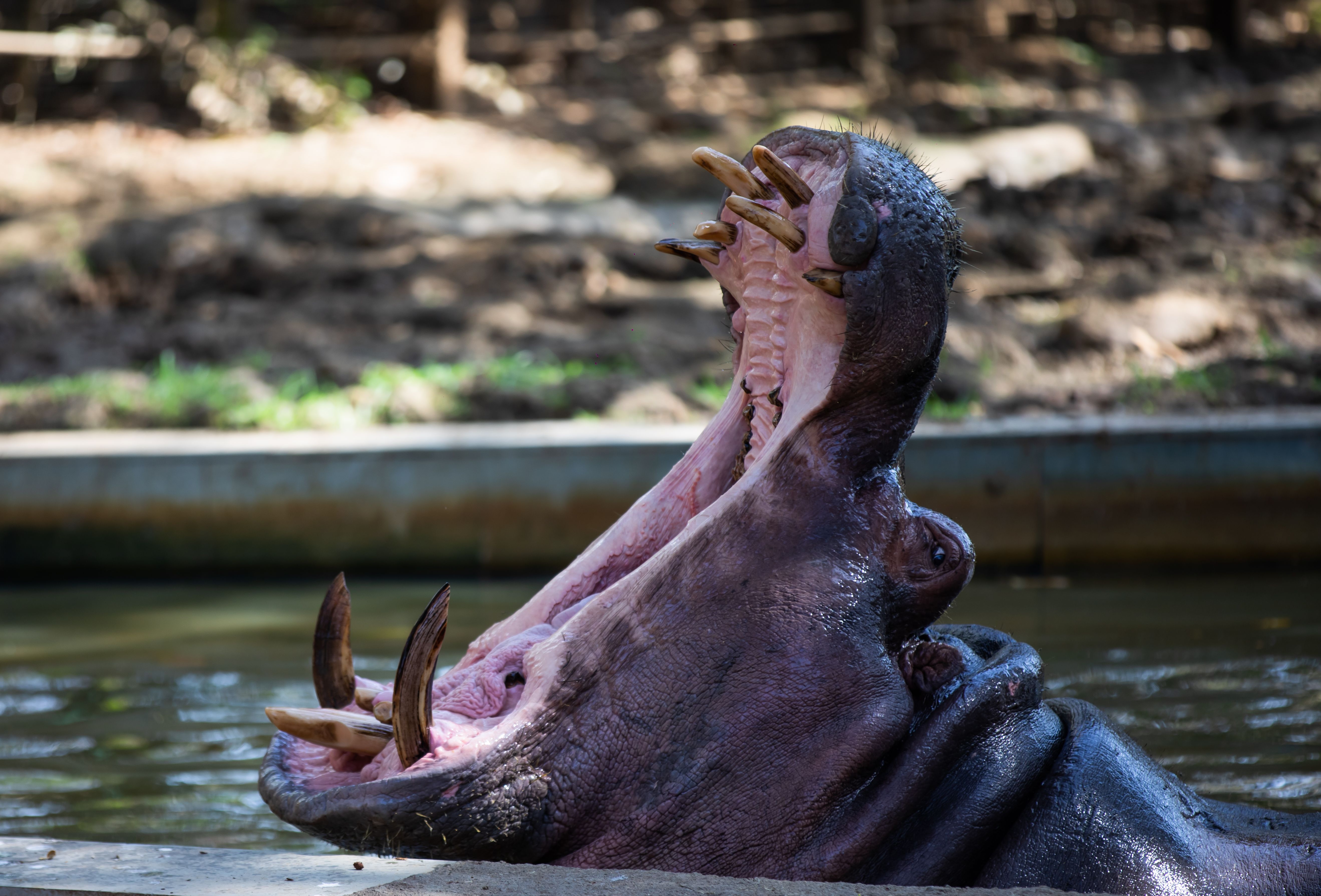 Roaring Hippo in ZOO Paddock · Free Stock Photo