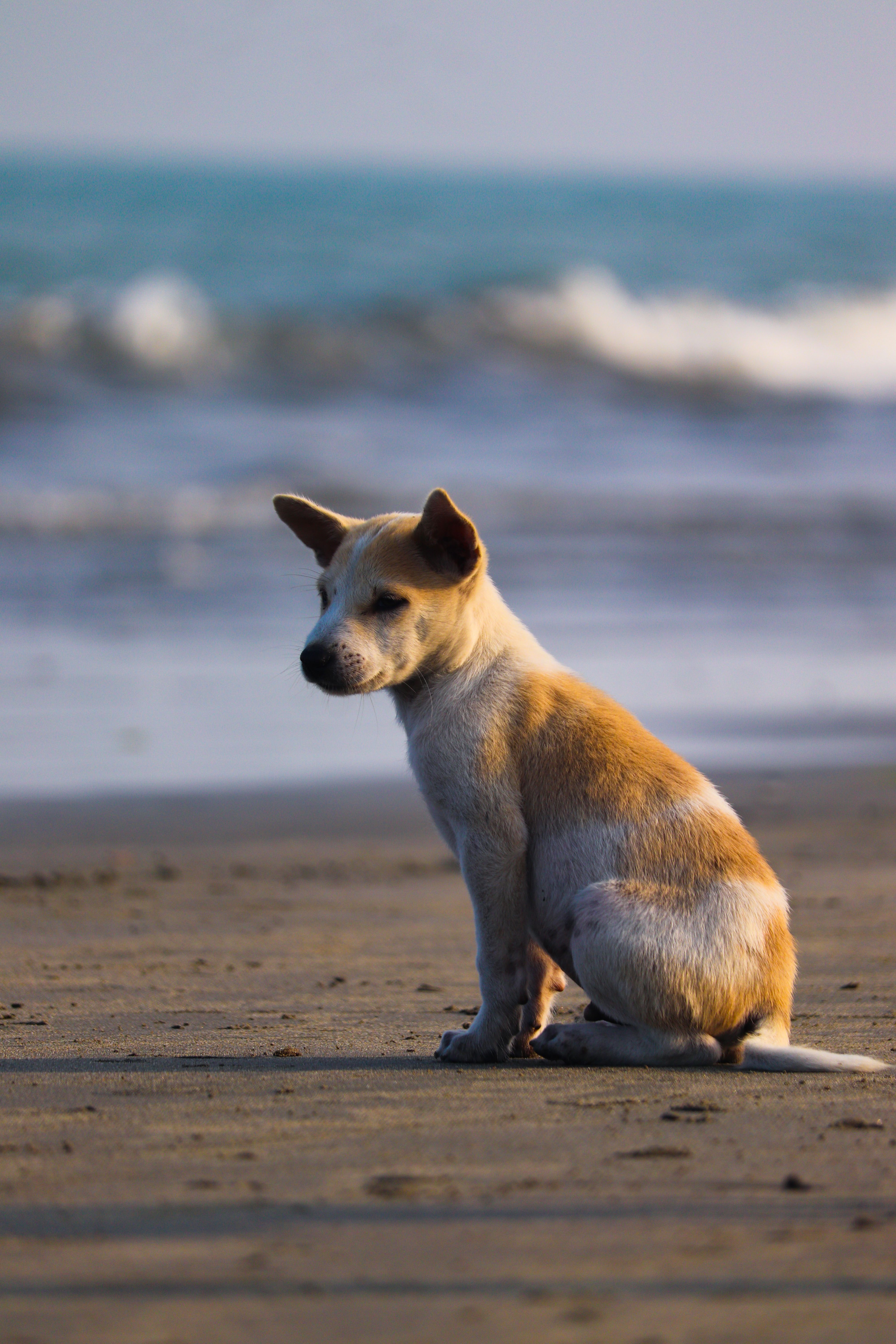 Close-up of a Small Dog Sitting on the Beach · Free Stock Photo