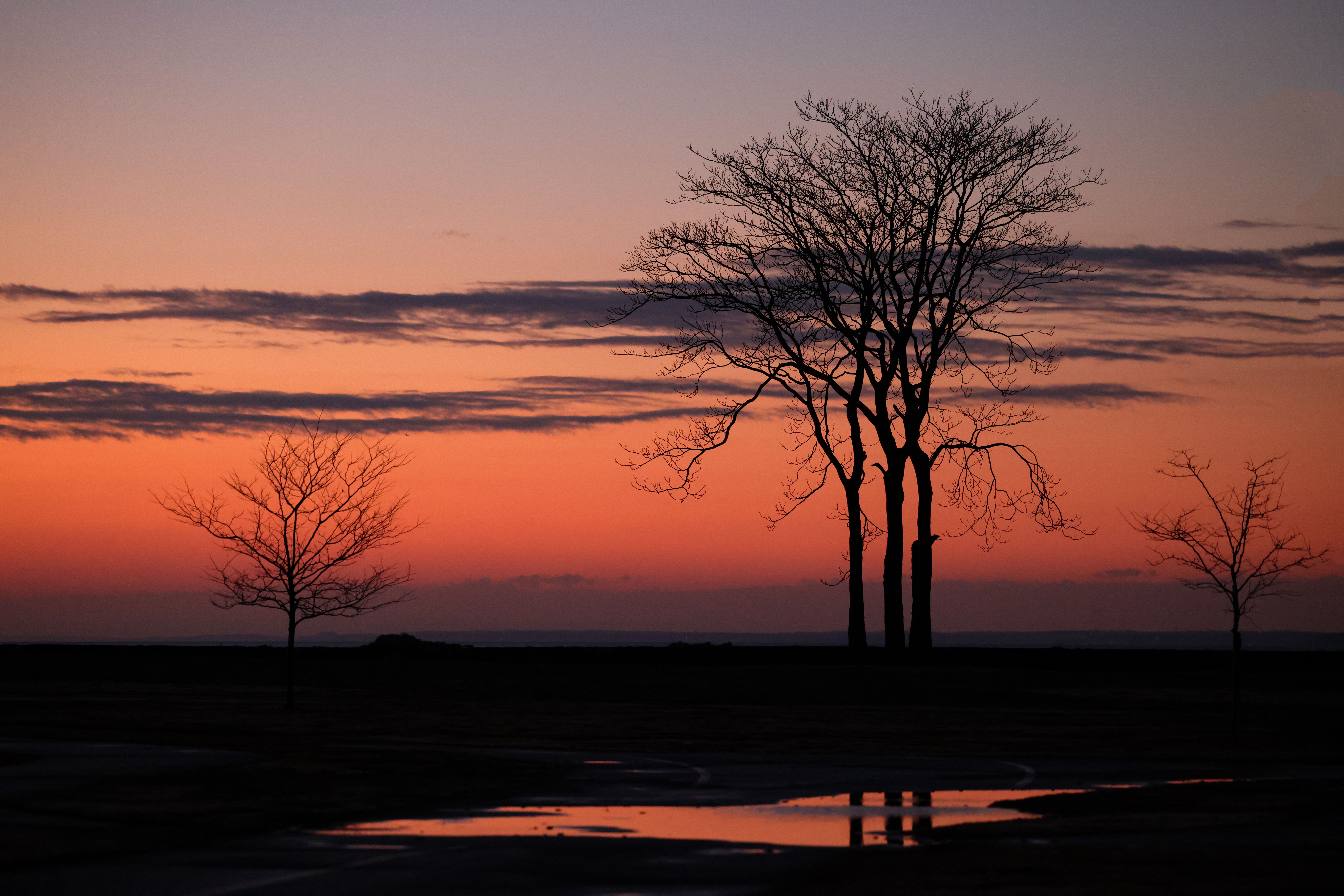 Silhouettes of Trees in Cove Island Park, USA · Free Stock Photo