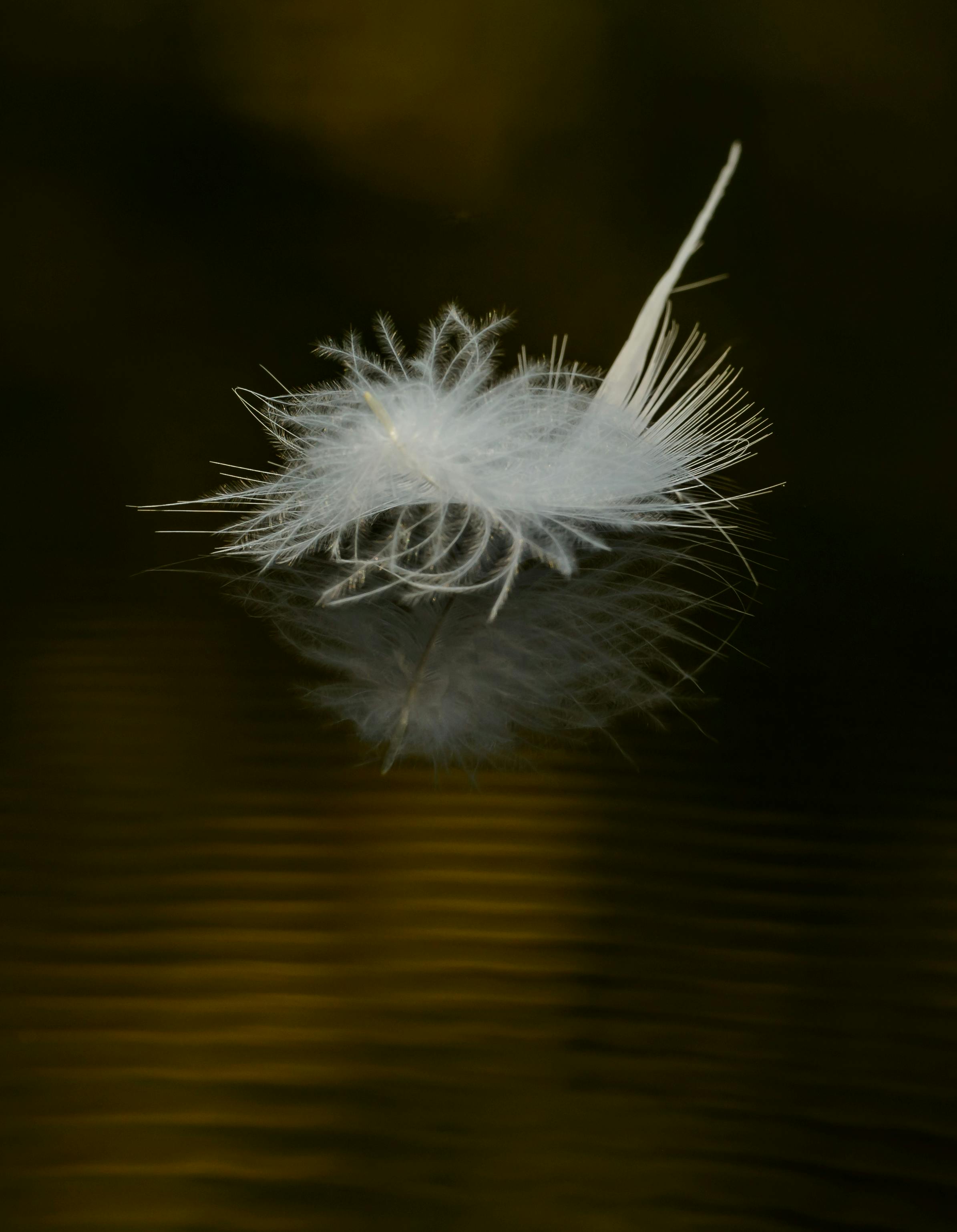 Pluck A Feather Photos, Download The BEST Free Pluck A Feather Stock ...
