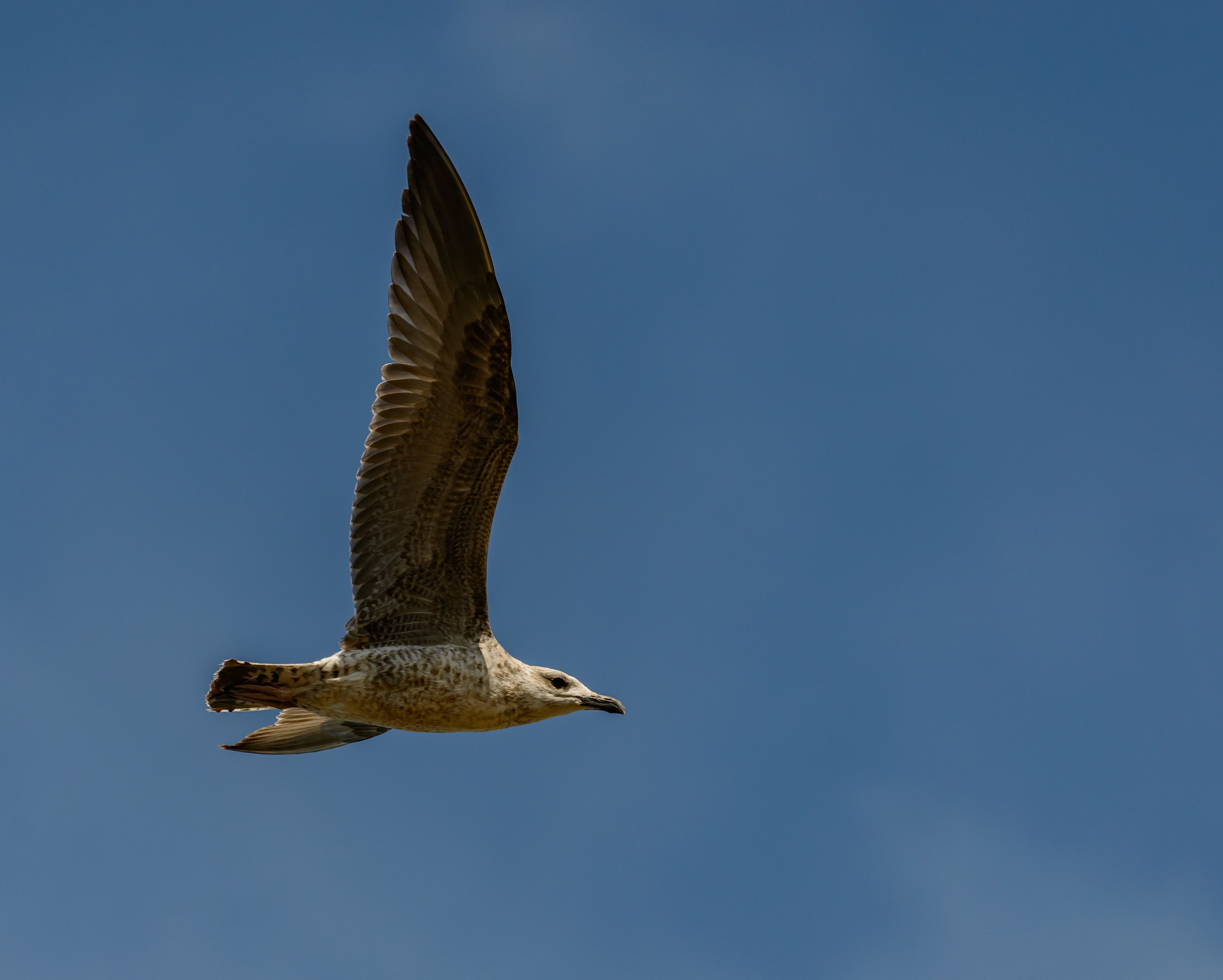 Silhouette of Flying Bird · Free Stock Photo