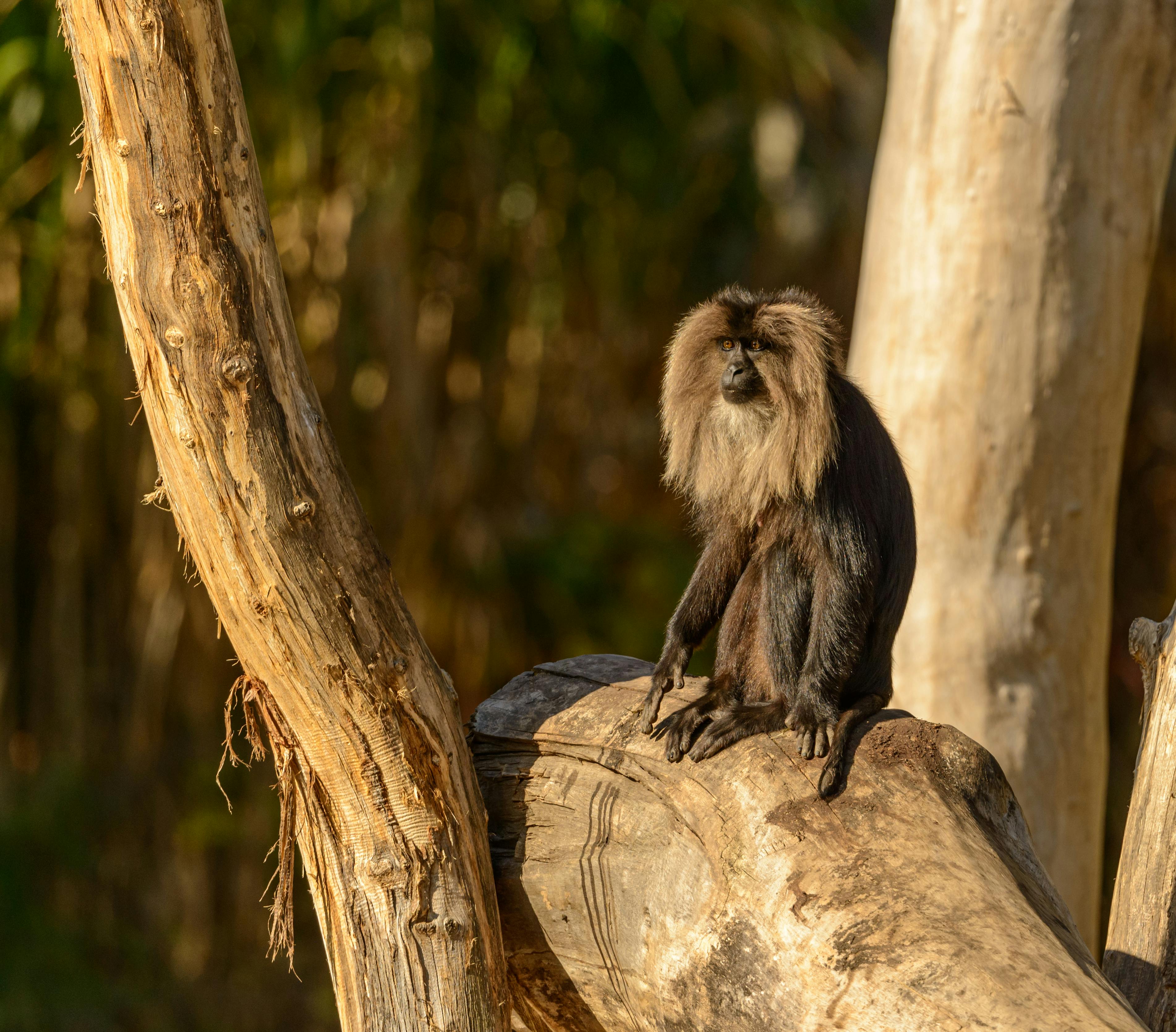Scented Monkey Photos, Download The BEST Free Scented Monkey Stock ...