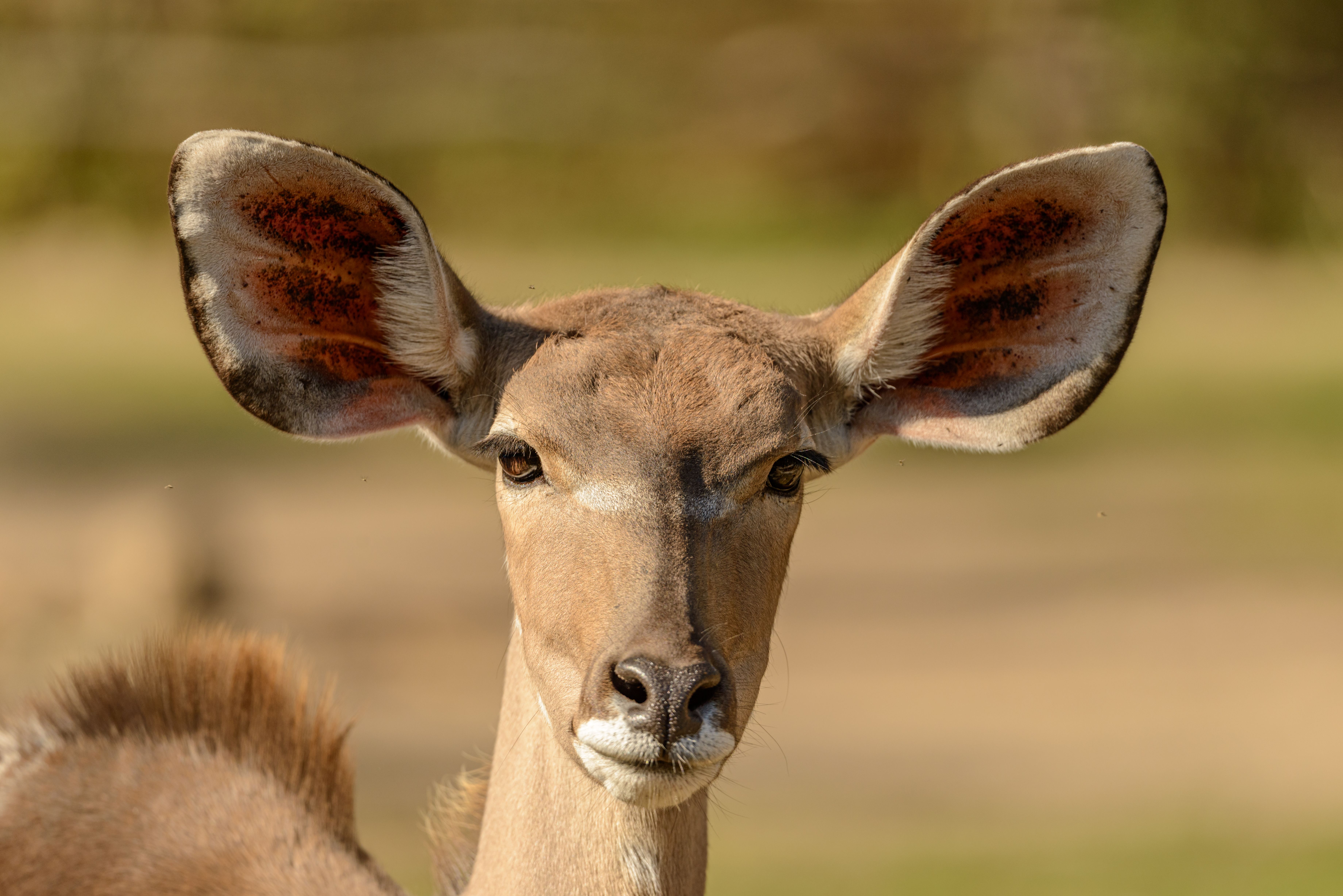 Head of a Kudu · Free Stock Photo