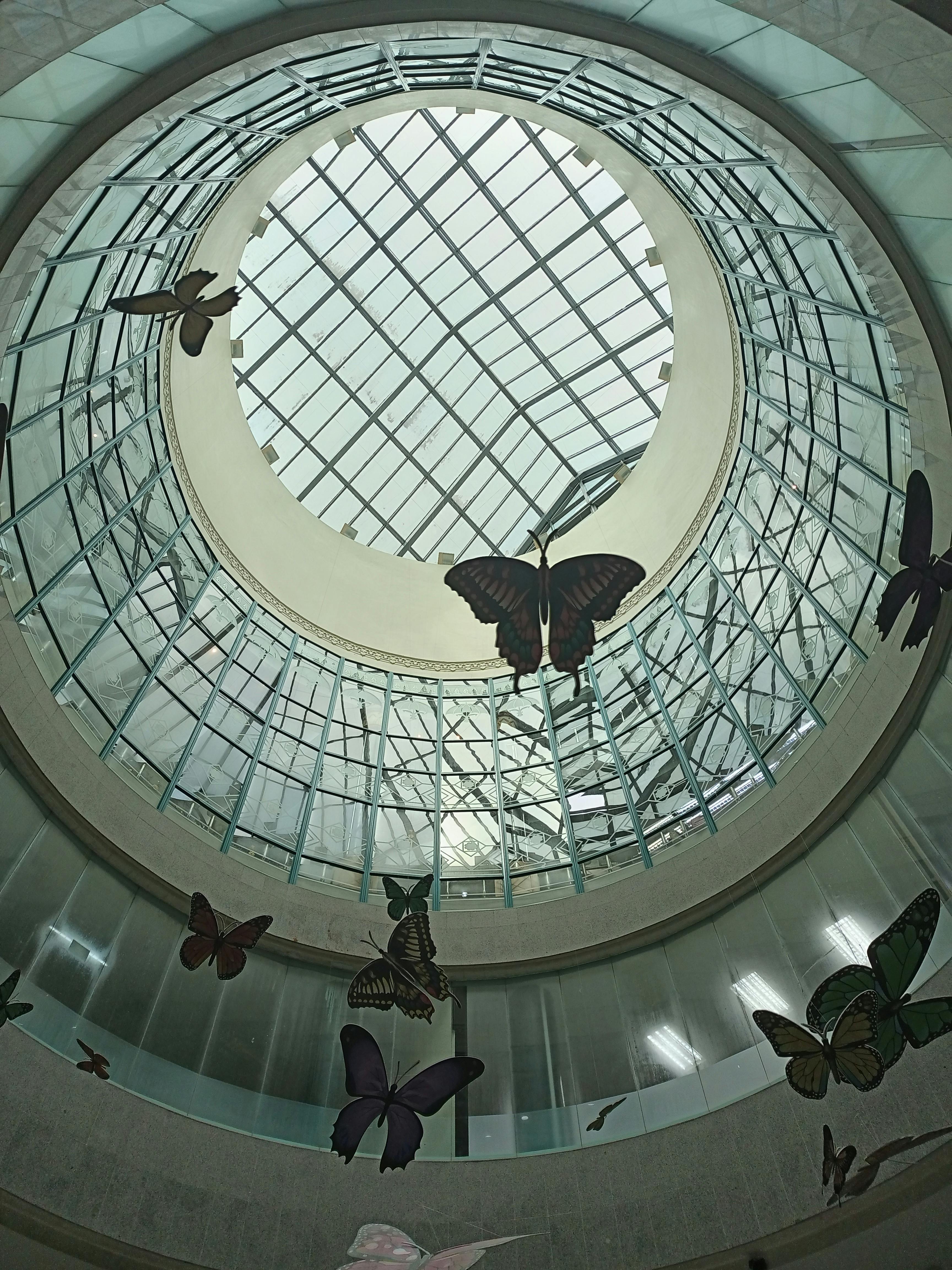 Butterflies Transparency Photos, Download The BEST Free Butterflies ...