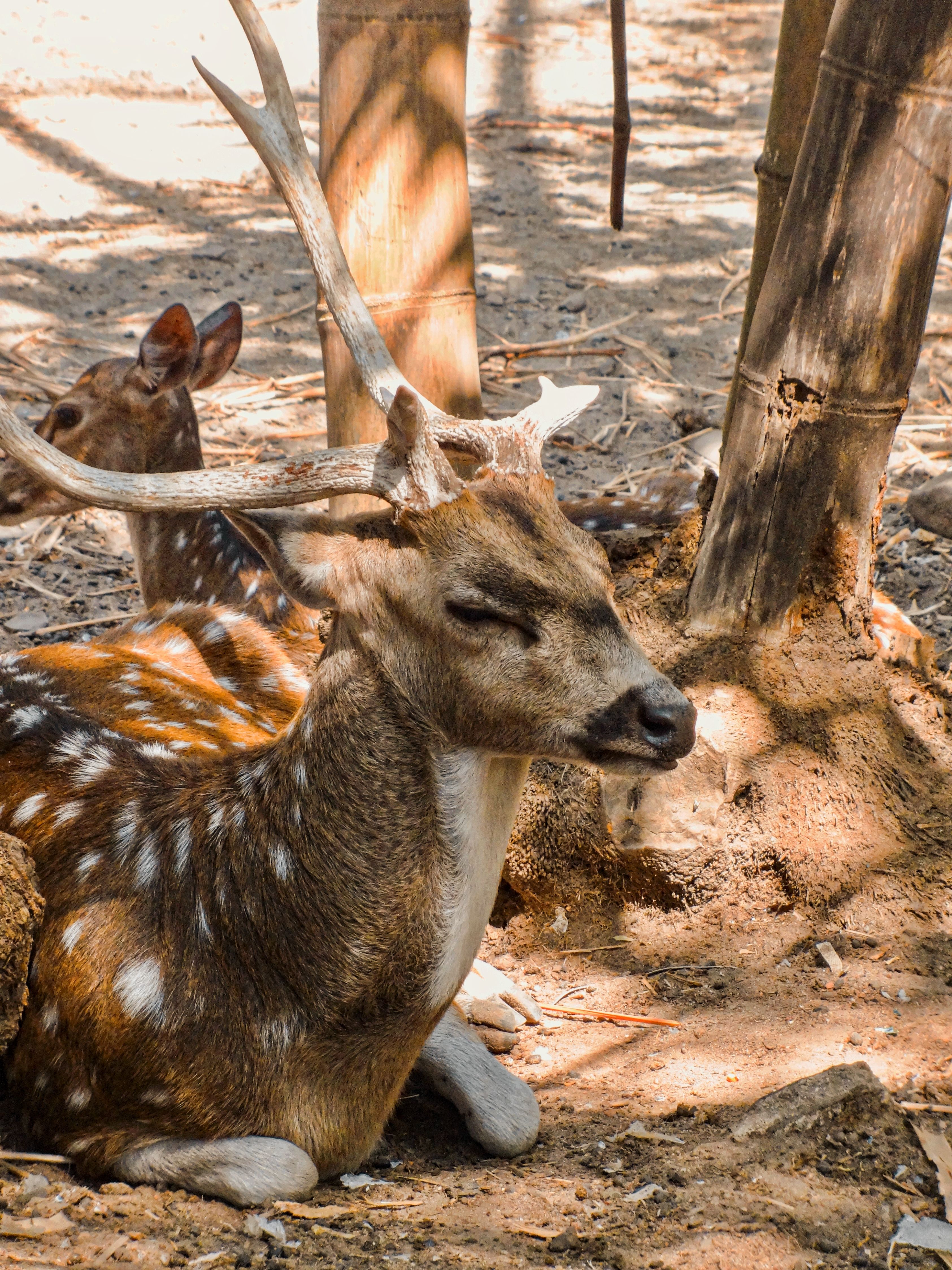 Deer Lying on the Ground · Free Stock Photo