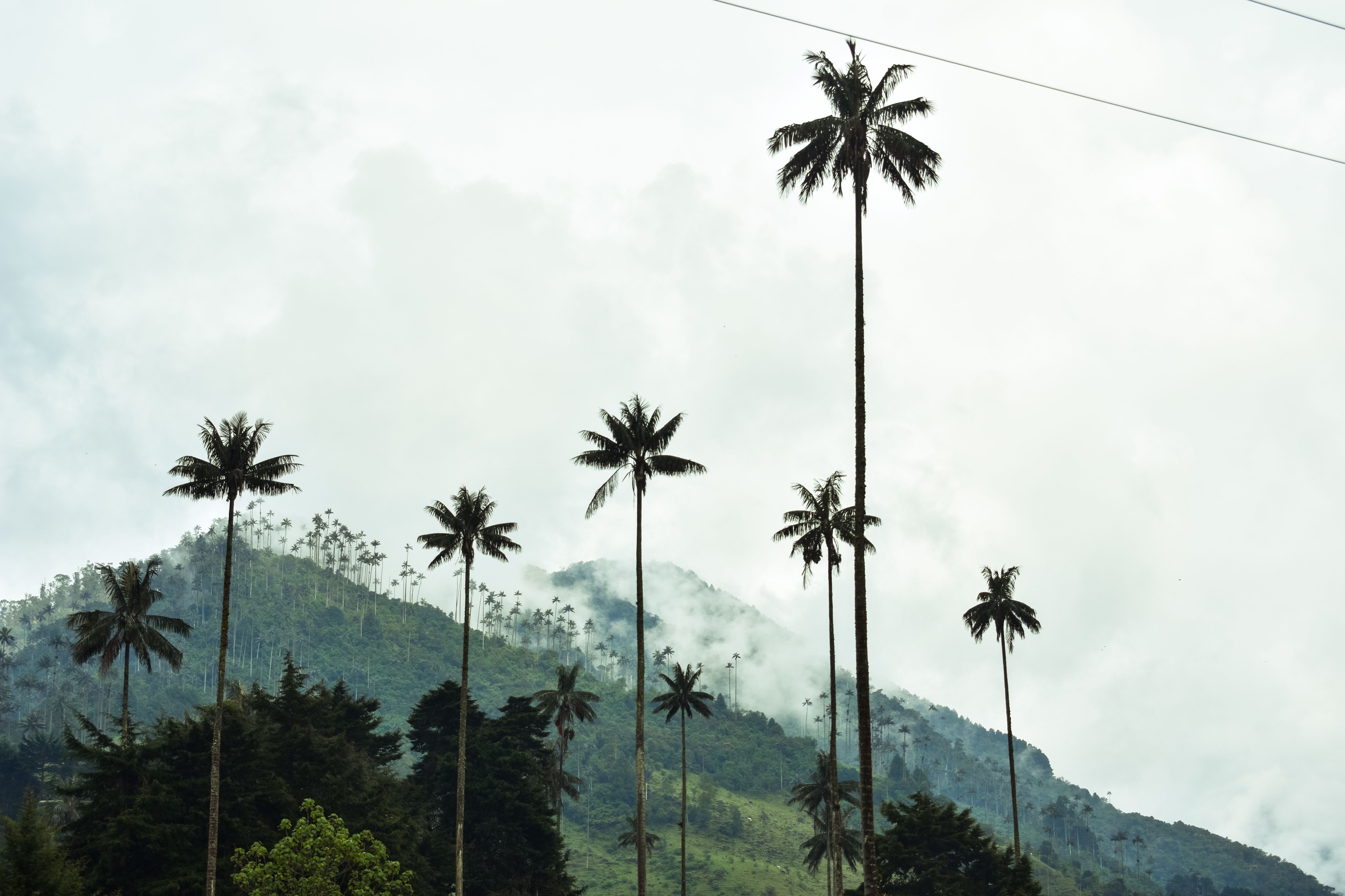 Palm Trees Between Mountains, Valle de Cocora, Columbia · Free Stock Photo