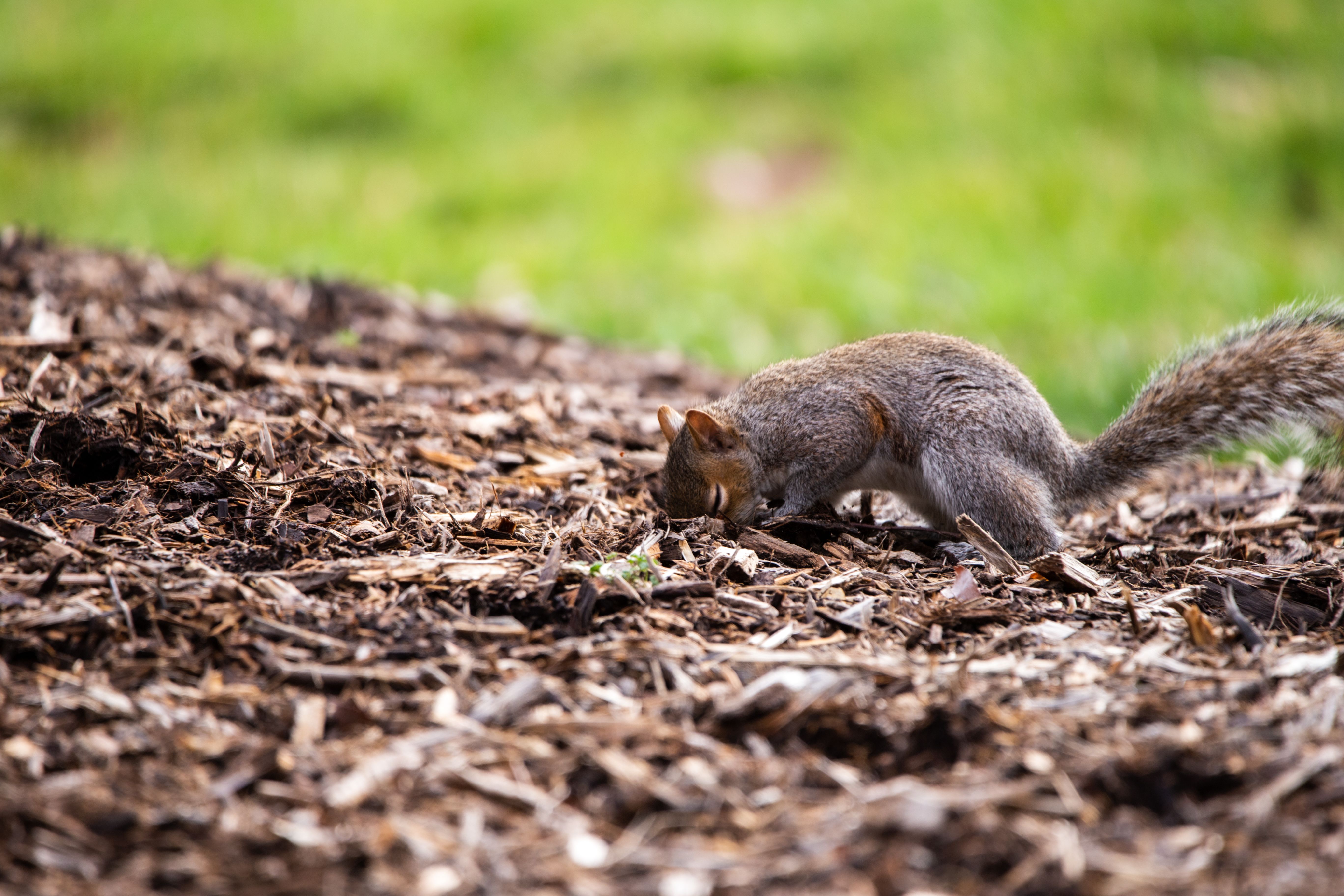 Close-up of Squirrel on Ground in Forest · Free Stock Photo