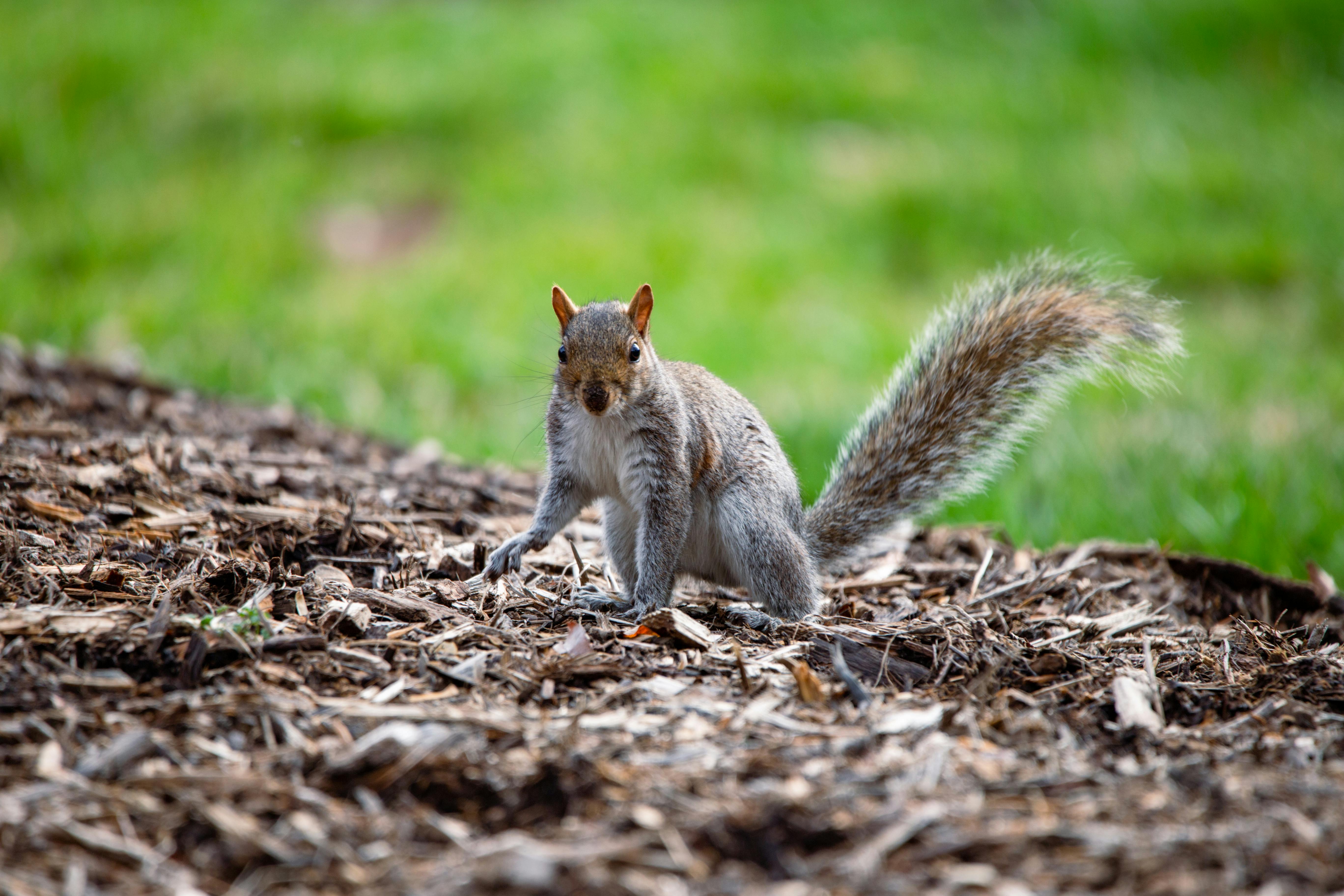 Close-Up Photo a Squirrel · Free Stock Photo