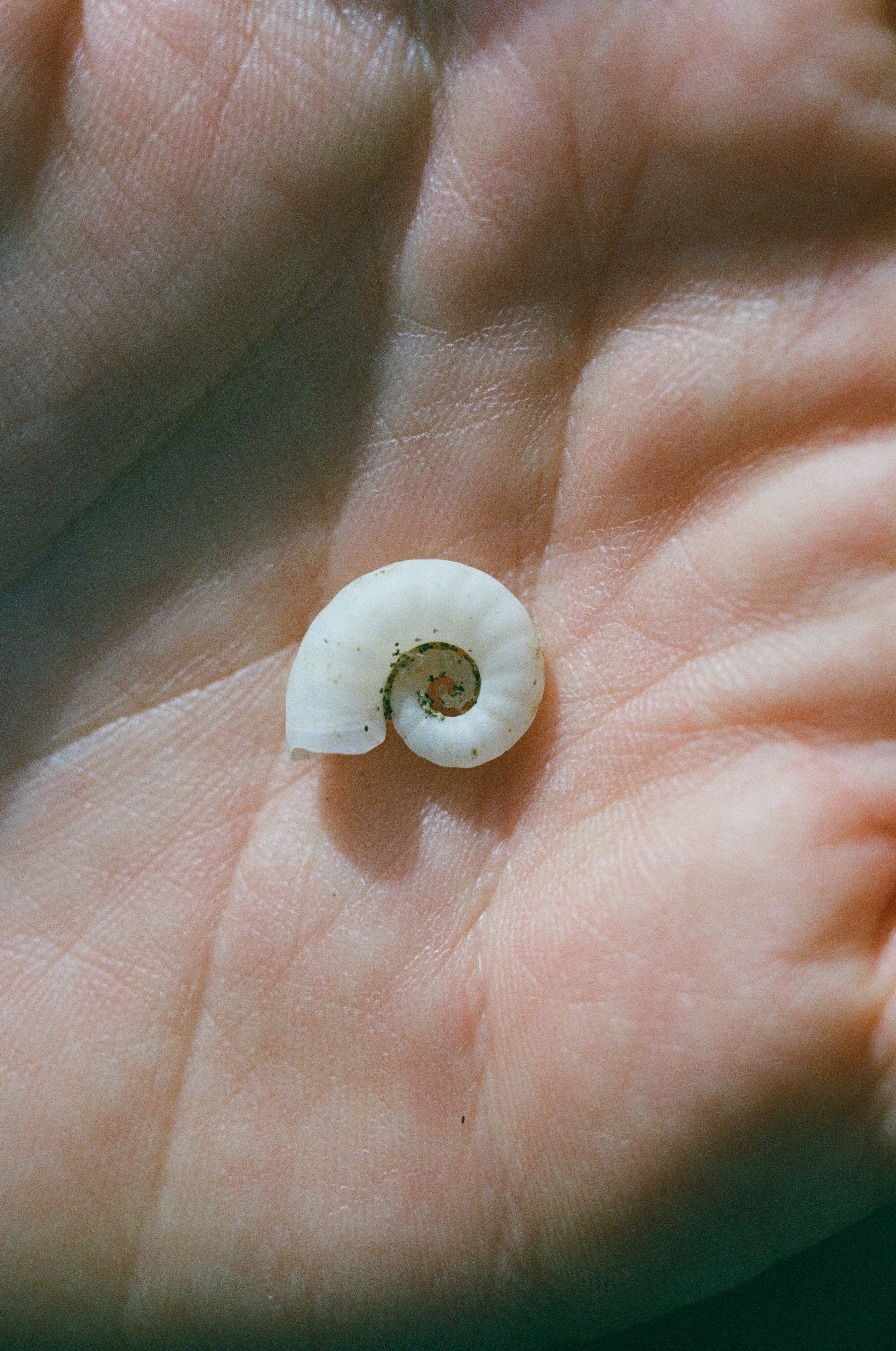 Spirula Photos, Download The BEST Free Spirula Stock Photos & HD Images