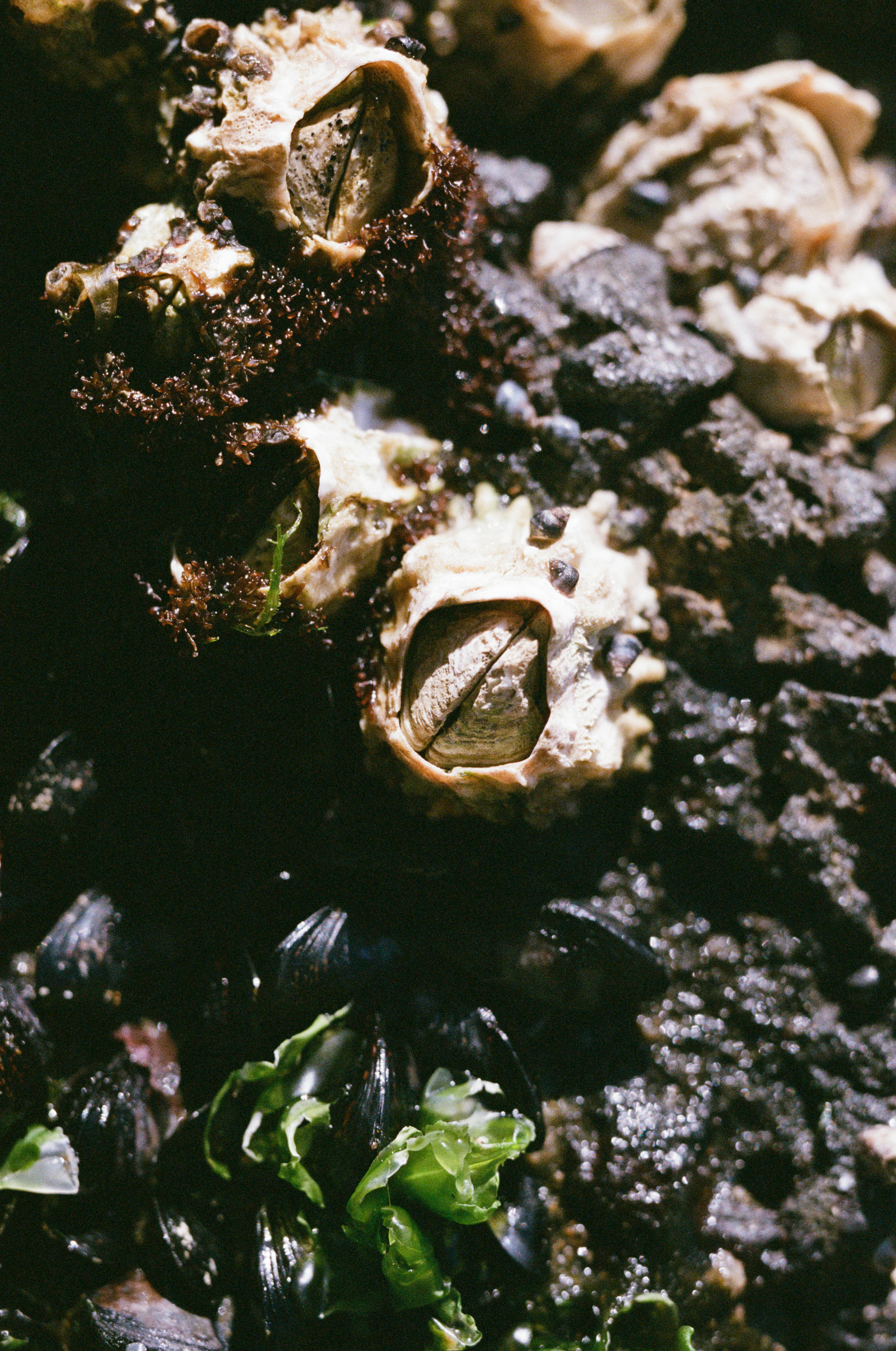 Close up of Barnacles · Free Stock Photo