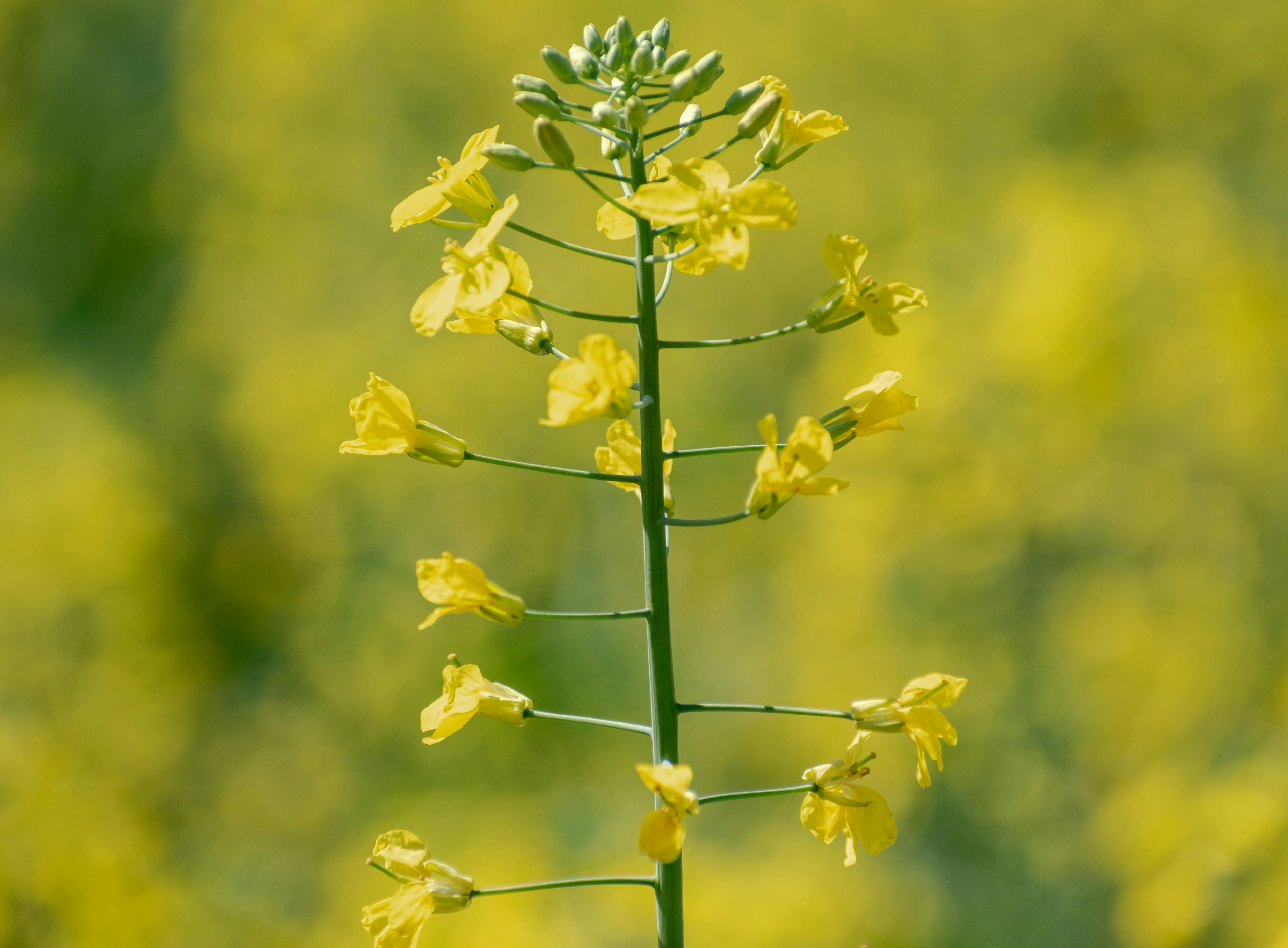 Rapeseed in Close Up · Free Stock Photo