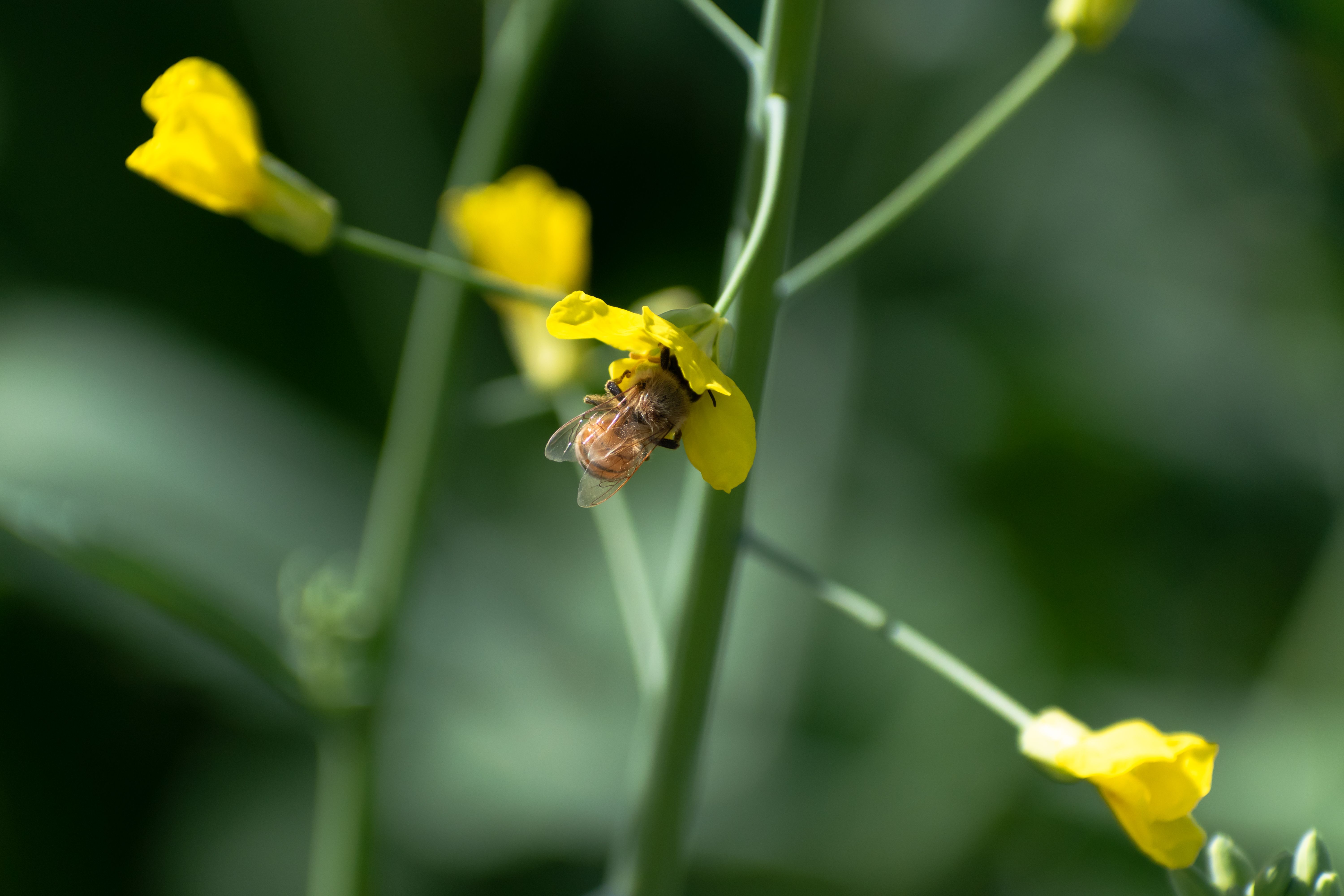 A Bee in a Flower · Free Stock Photo