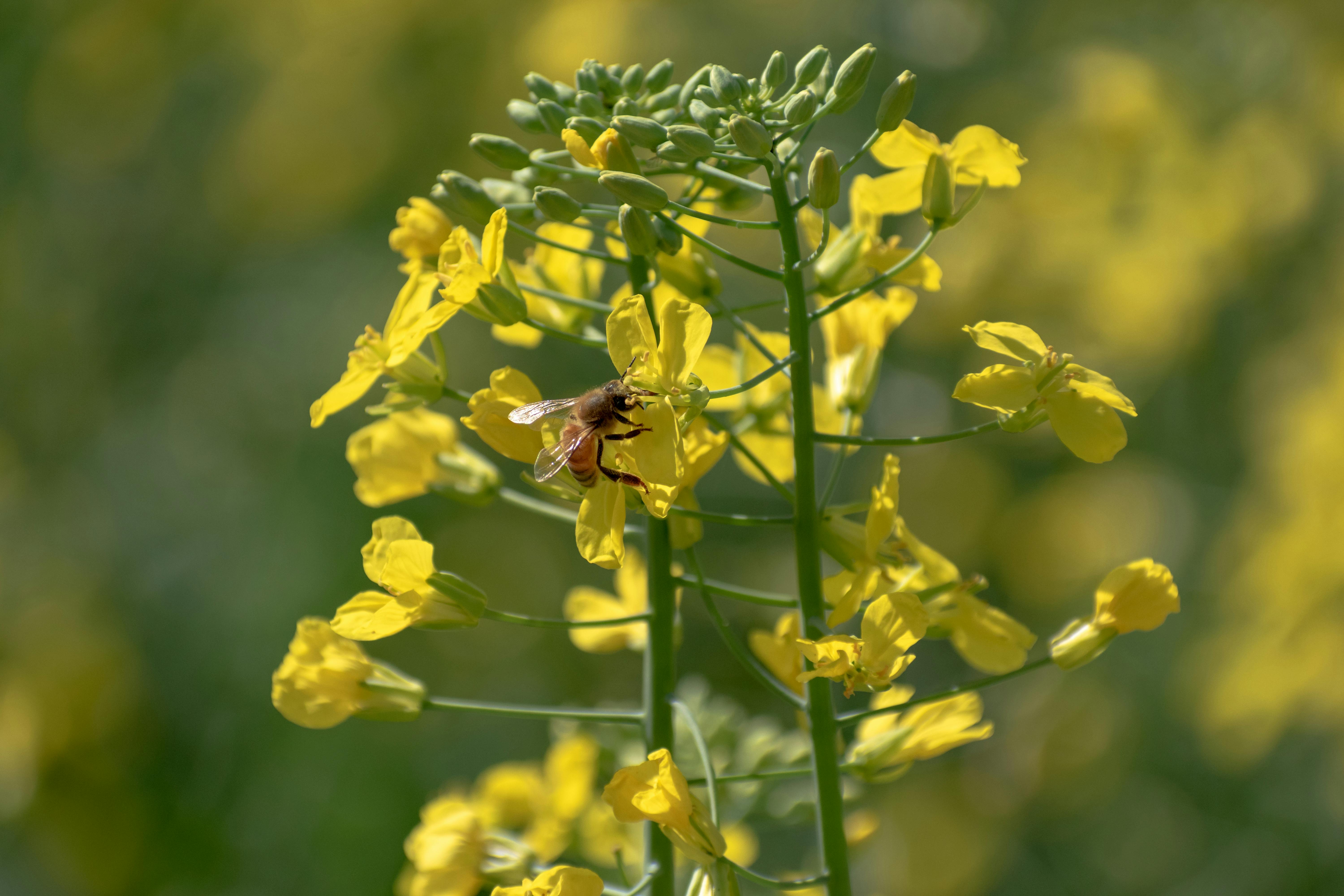 Bee on Rapeseed · Free Stock Photo