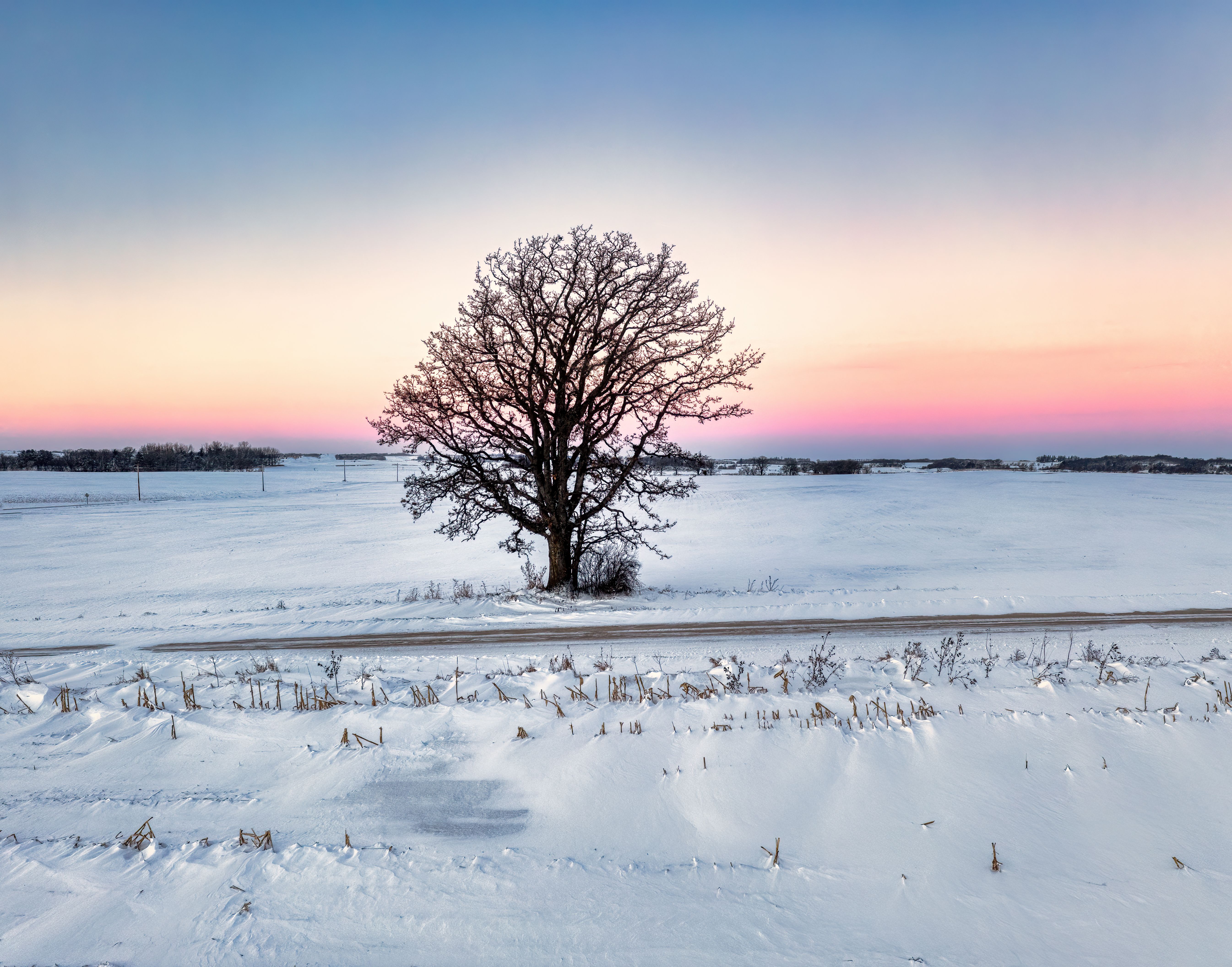A Tree on a Snowy Field at Sunset · Free Stock Photo
