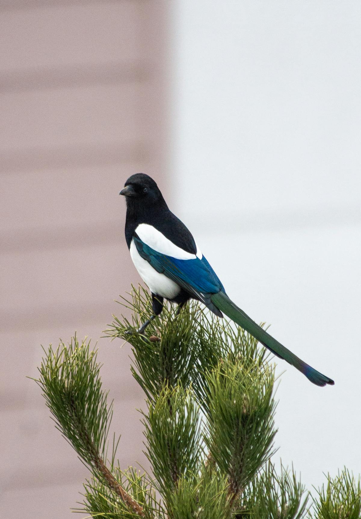 Magpie Photos, Download The BEST Free Magpie Stock Photos & HD Images