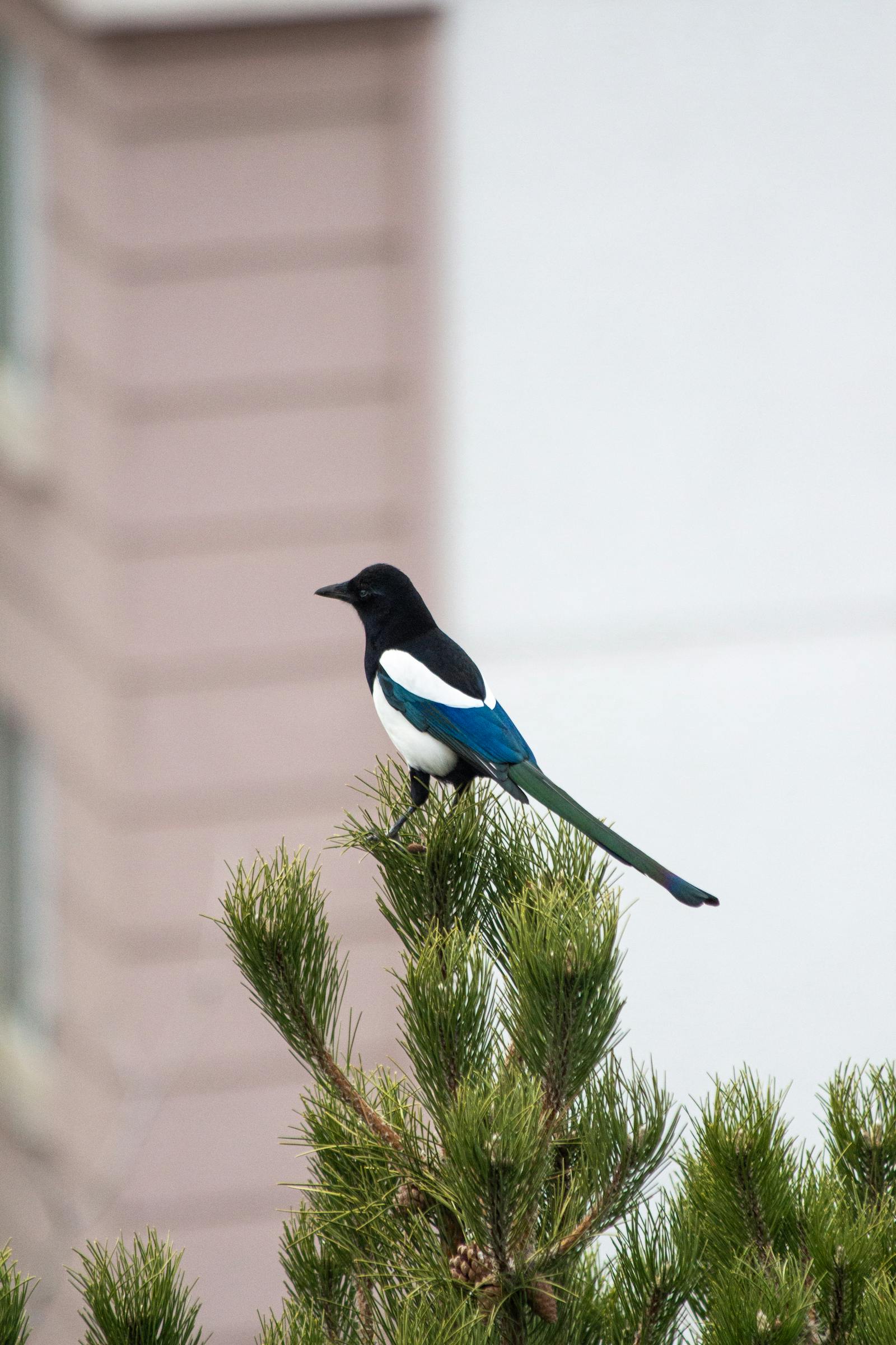 Magpie Photos, Download The BEST Free Magpie Stock Photos & HD Images