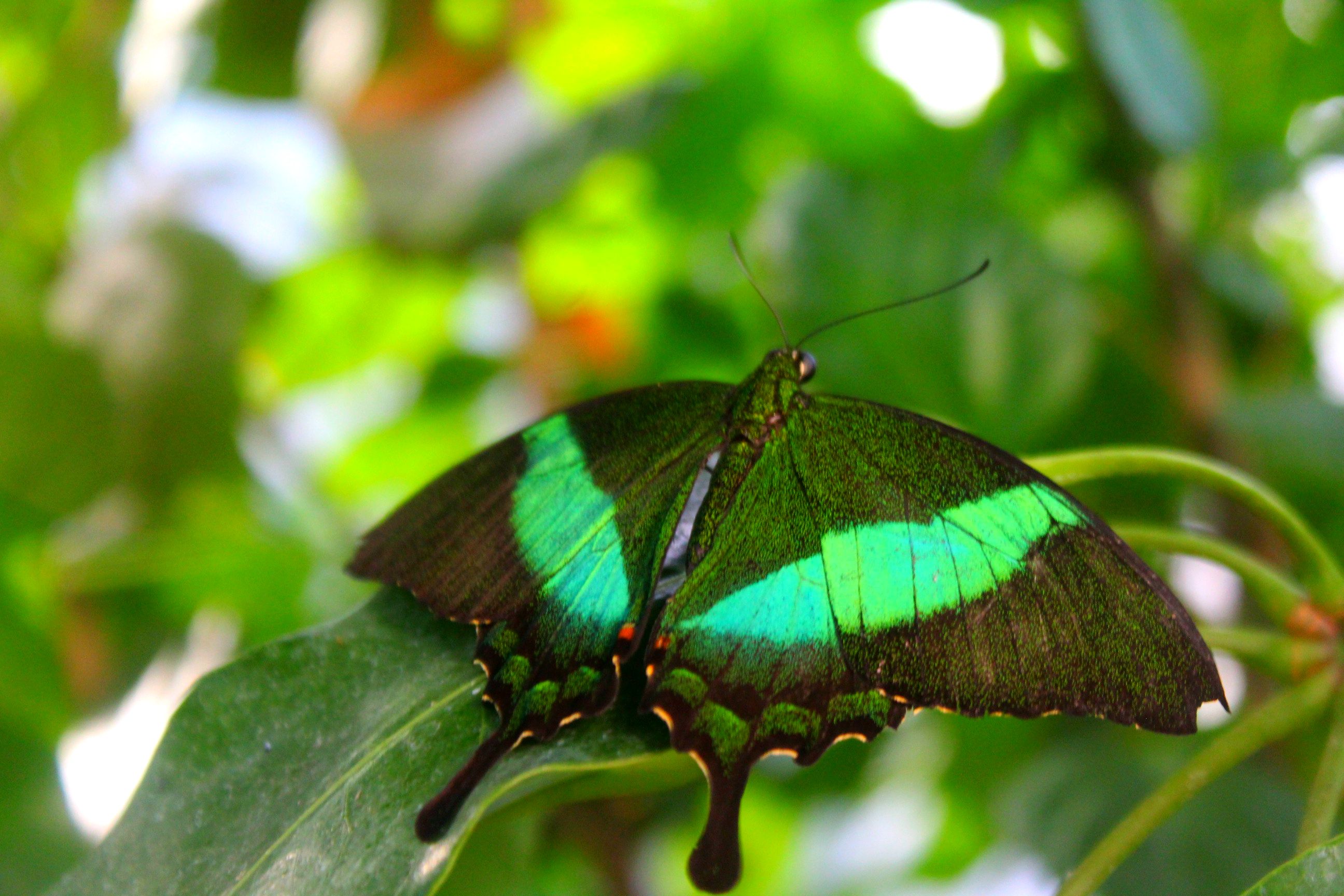 Emerald Swallowtail Butterfly · Free Stock Photo