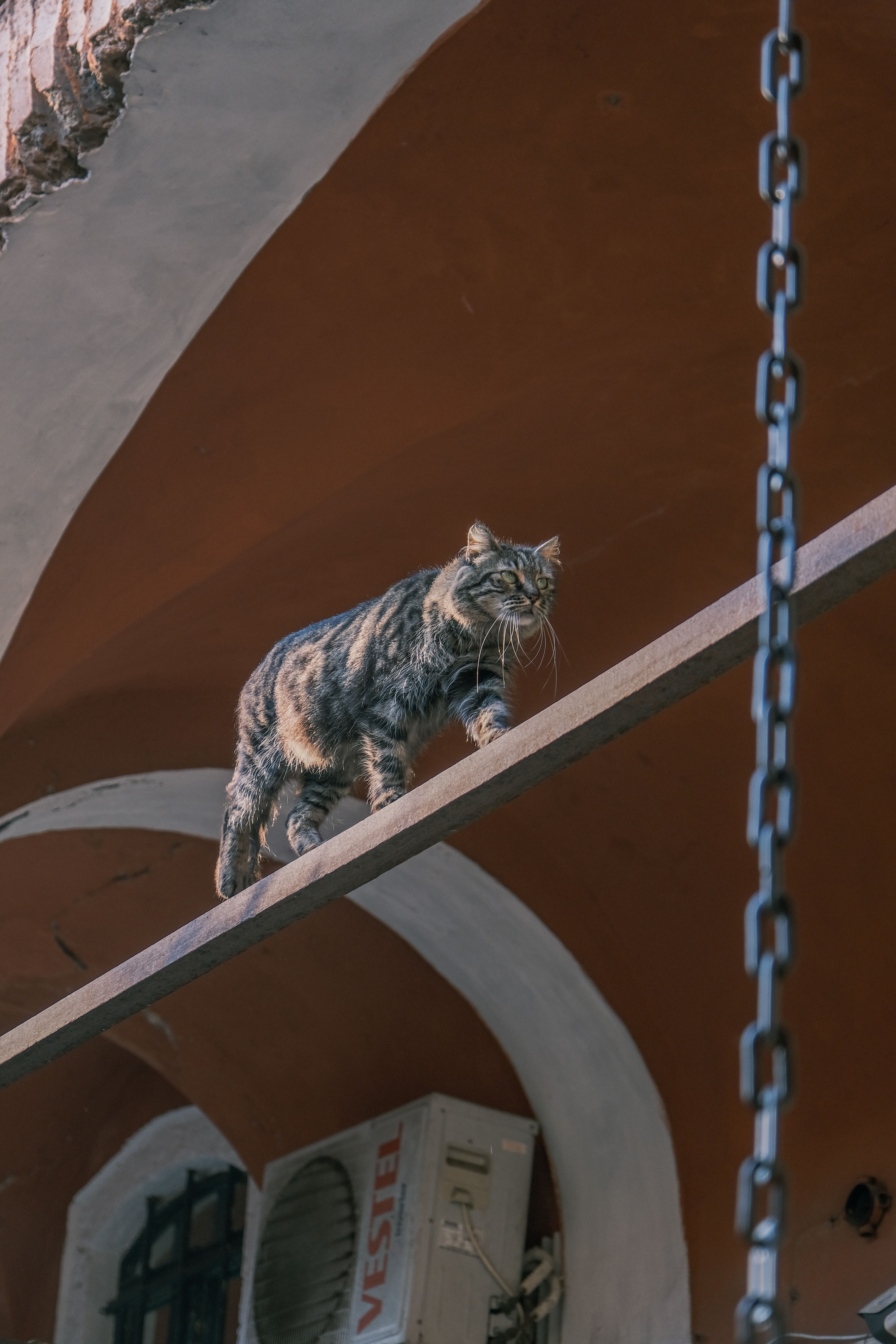 A Cat Walking on a Thin Bar High Up on the Building · Free Stock Photo