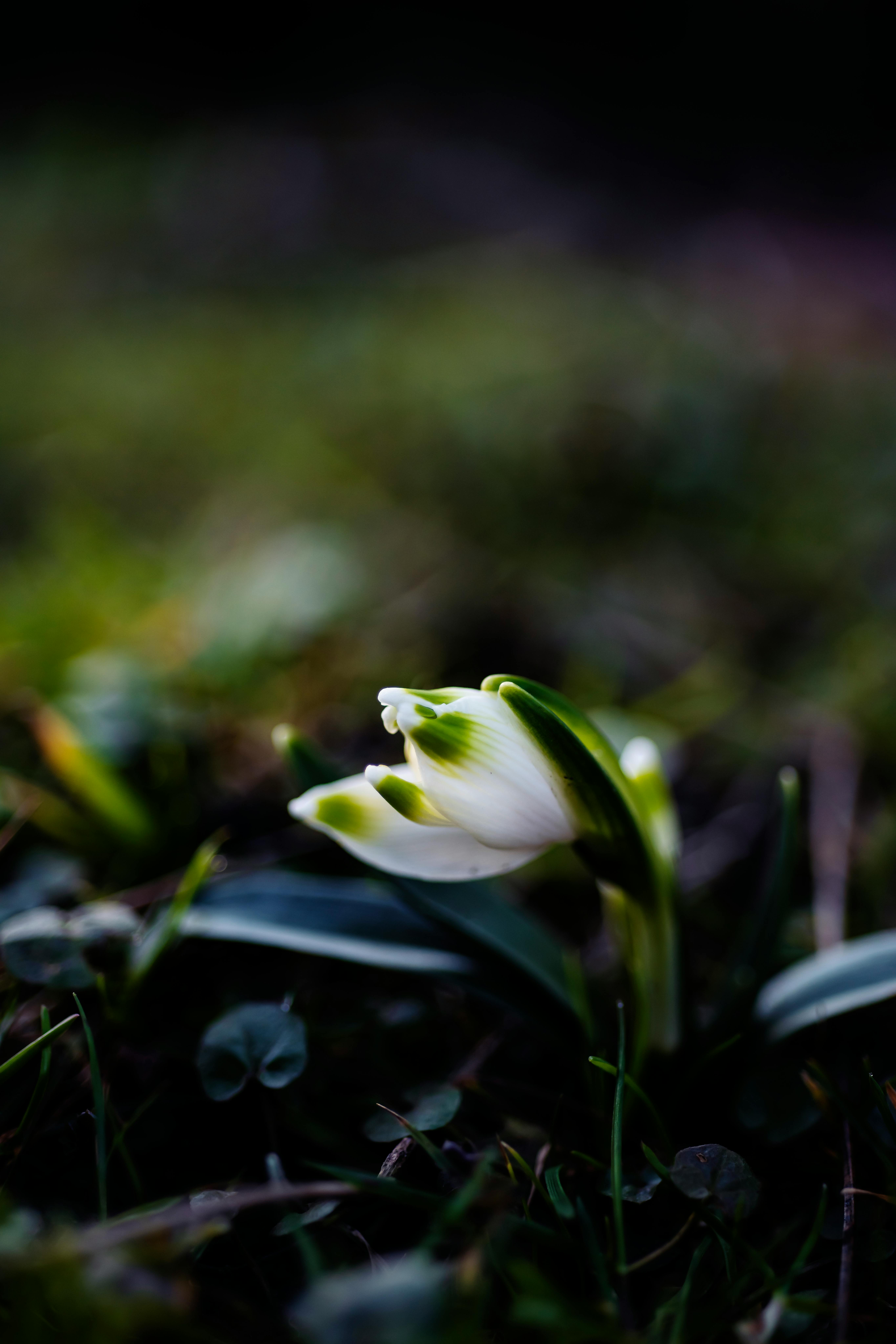 Close-up of a Snowdrop Bud · Free Stock Photo