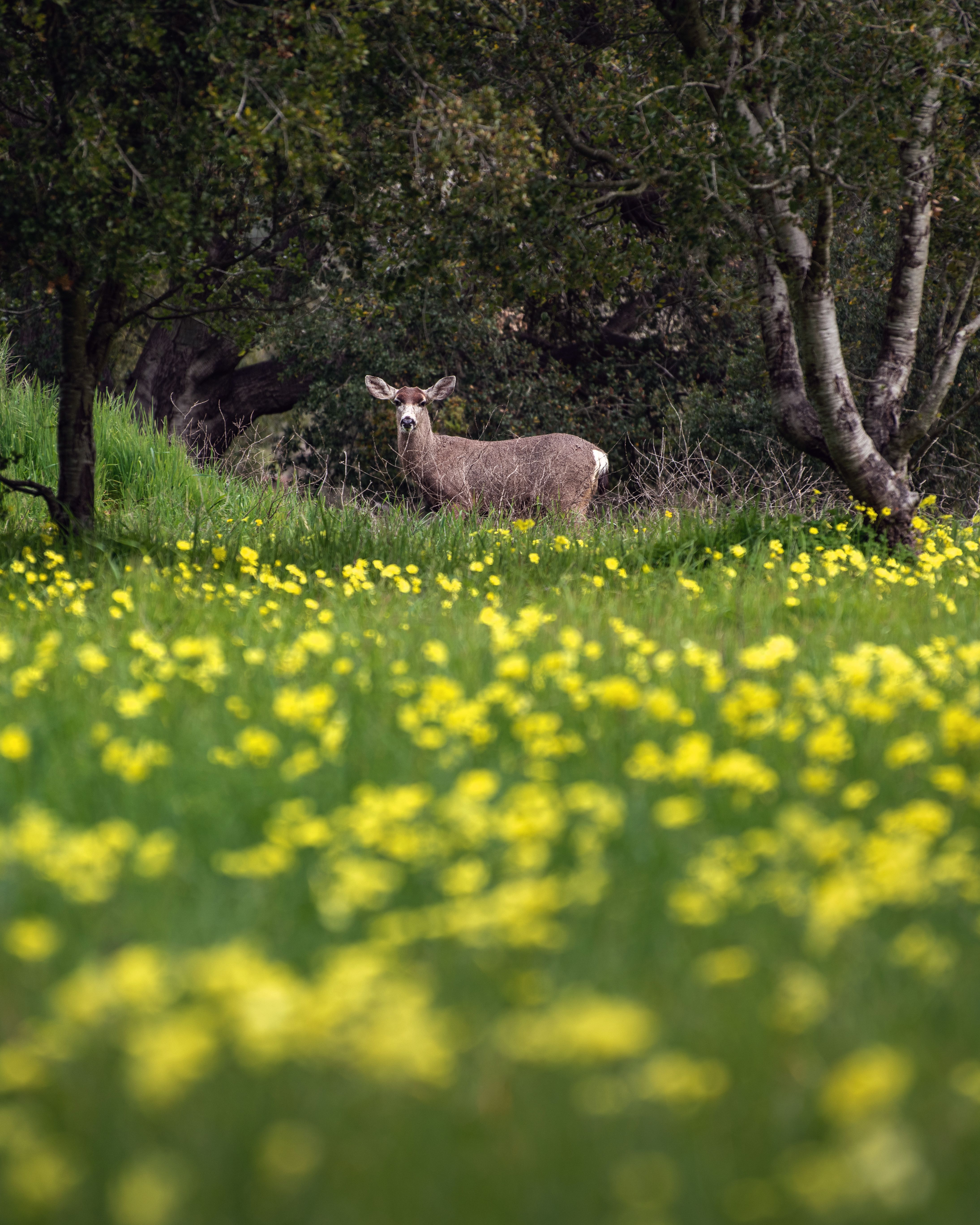Deer behind Flowers and Trees · Free Stock Photo