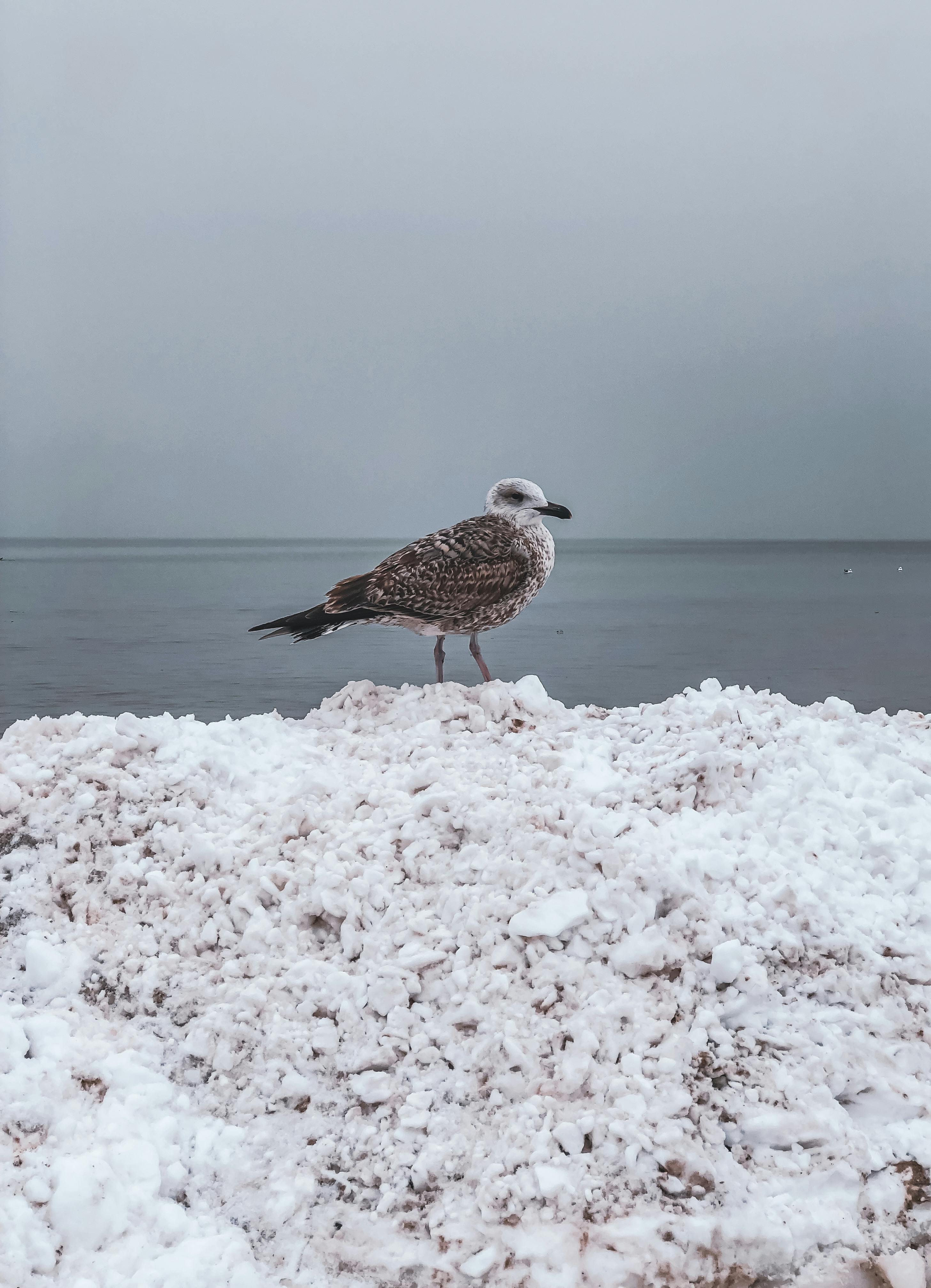 Seagull on Snow · Free Stock Photo