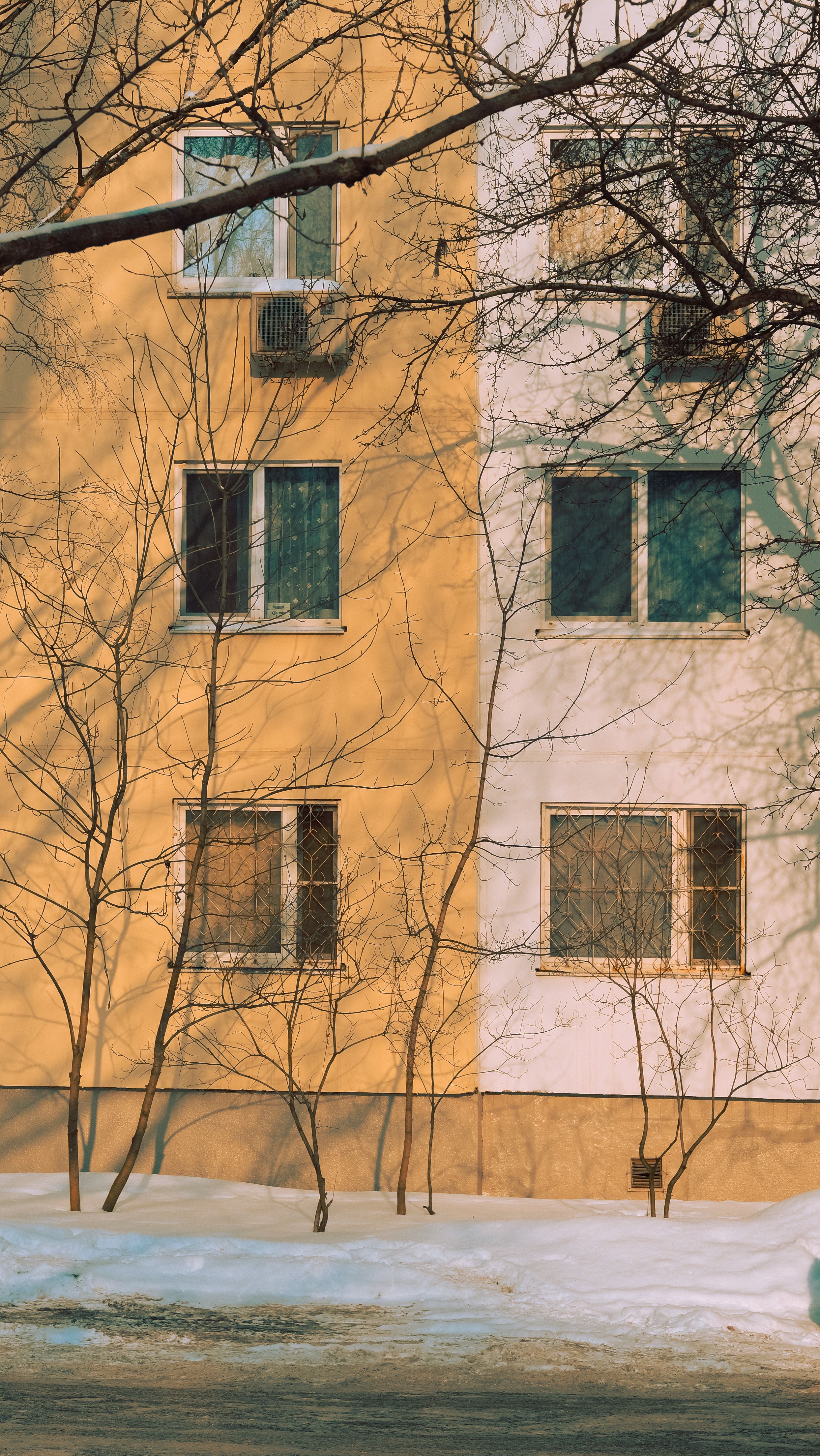 Windows and Trees in Winter · Free Stock Photo