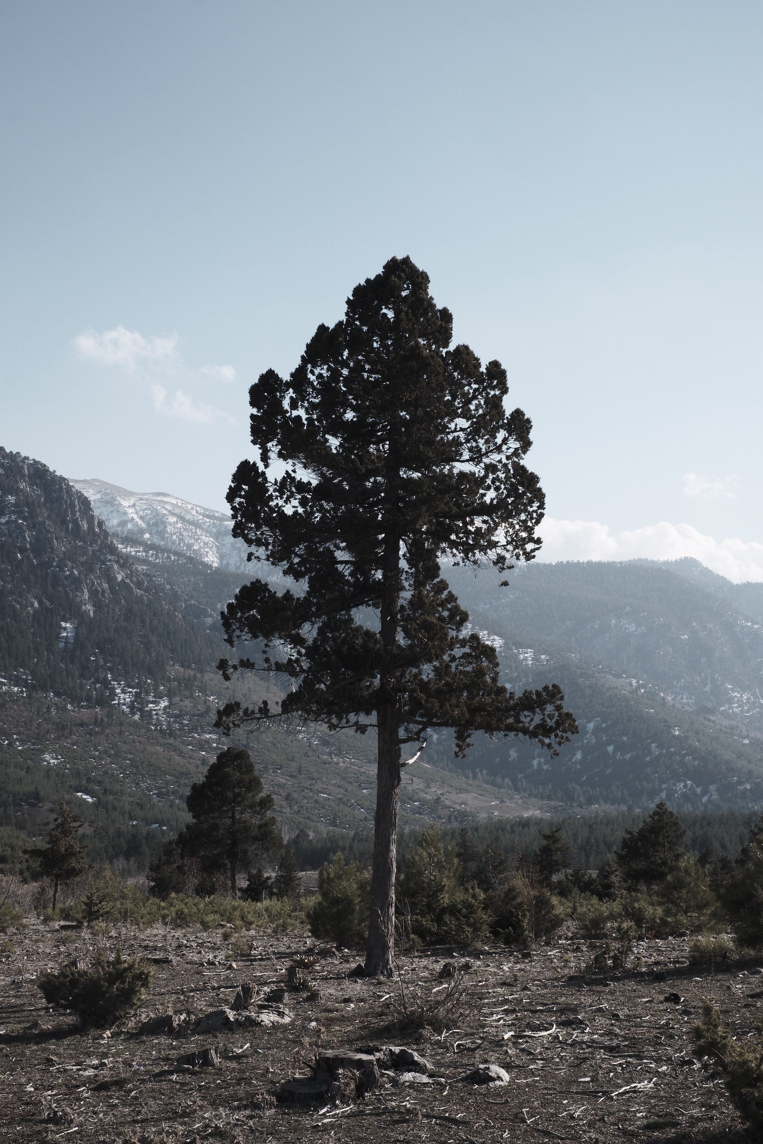 Tree in Mountains · Free Stock Photo